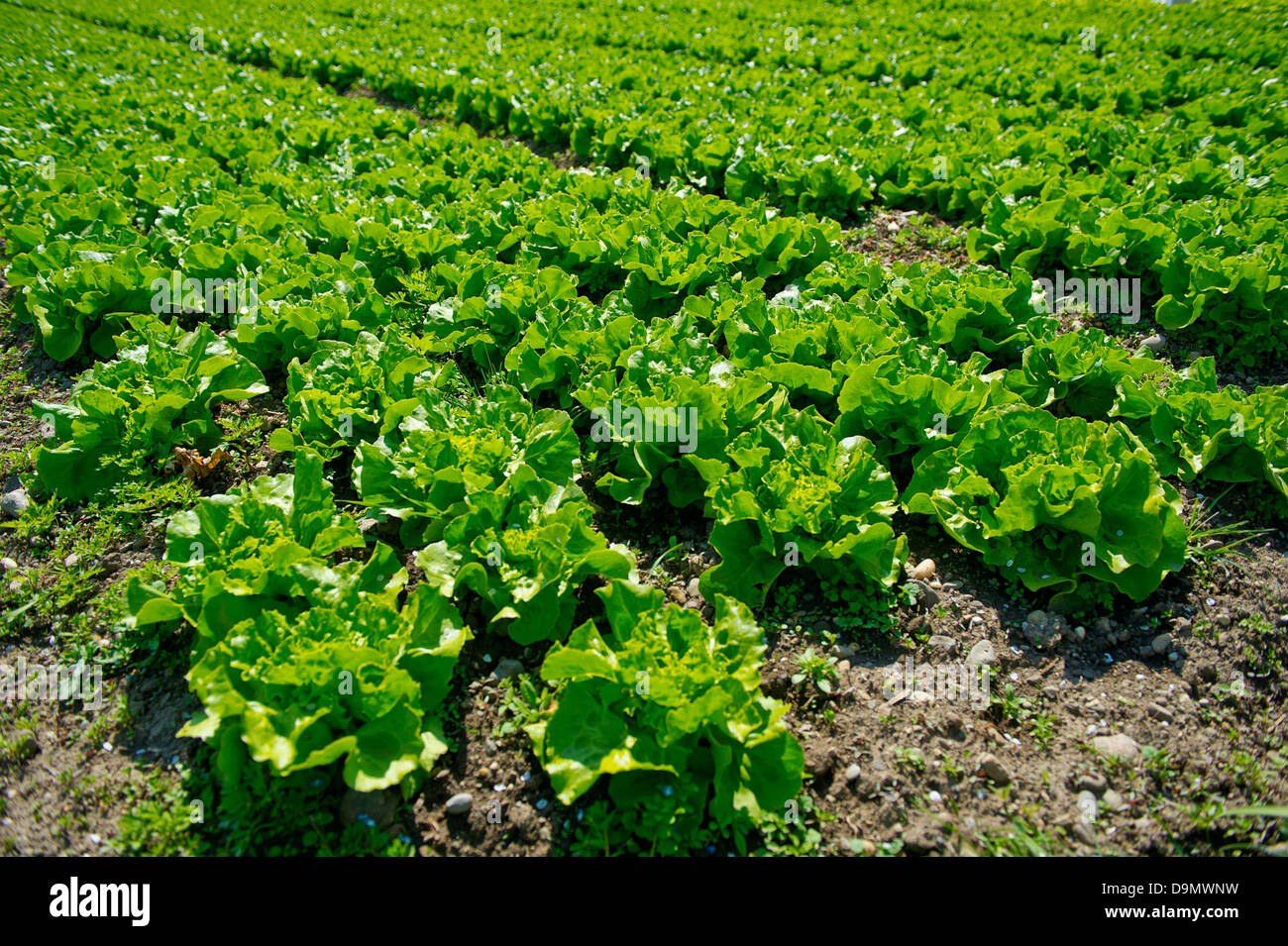 Green Lollo Rosso salad field germany Stock Photo - Alamy