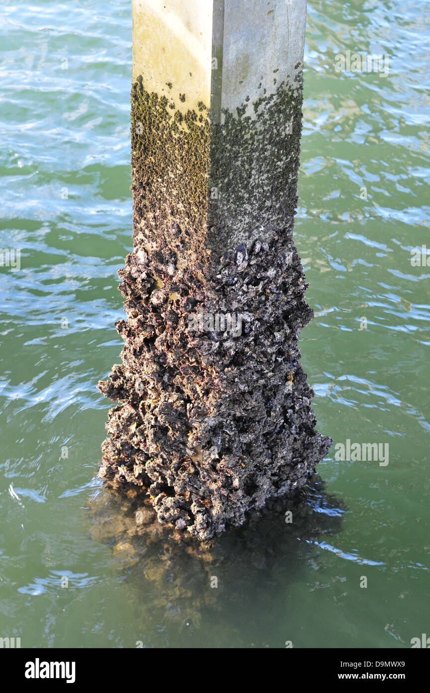 A wharf pile covered with encrusting life at low tide Stock Photo - Alamy