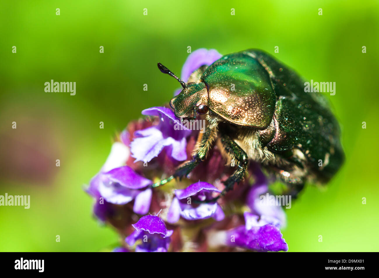Green bug on branch hi-res stock photography and images - Alamy