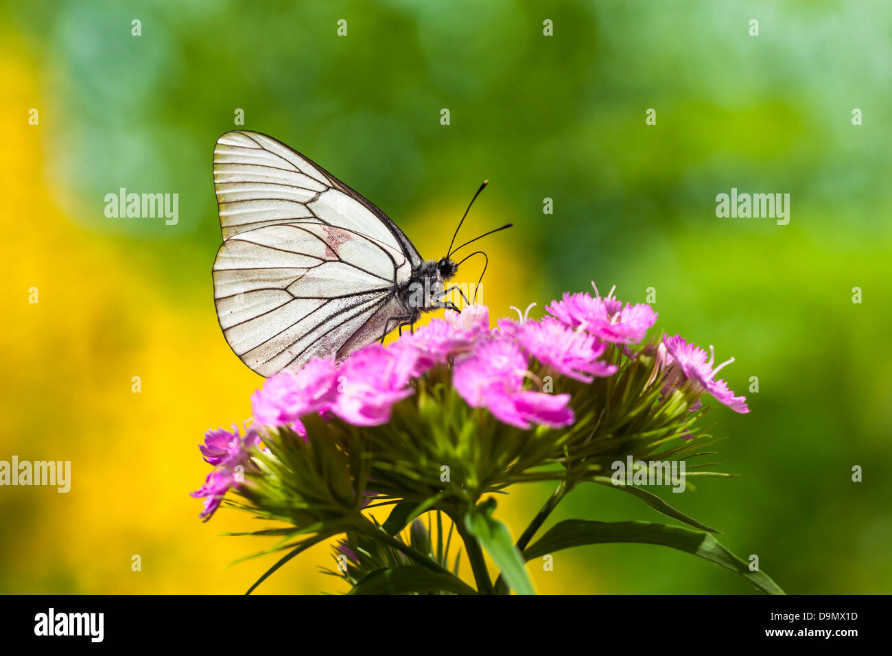 the beautiful white butterfly sits on flowers Stock Photo - Alamy