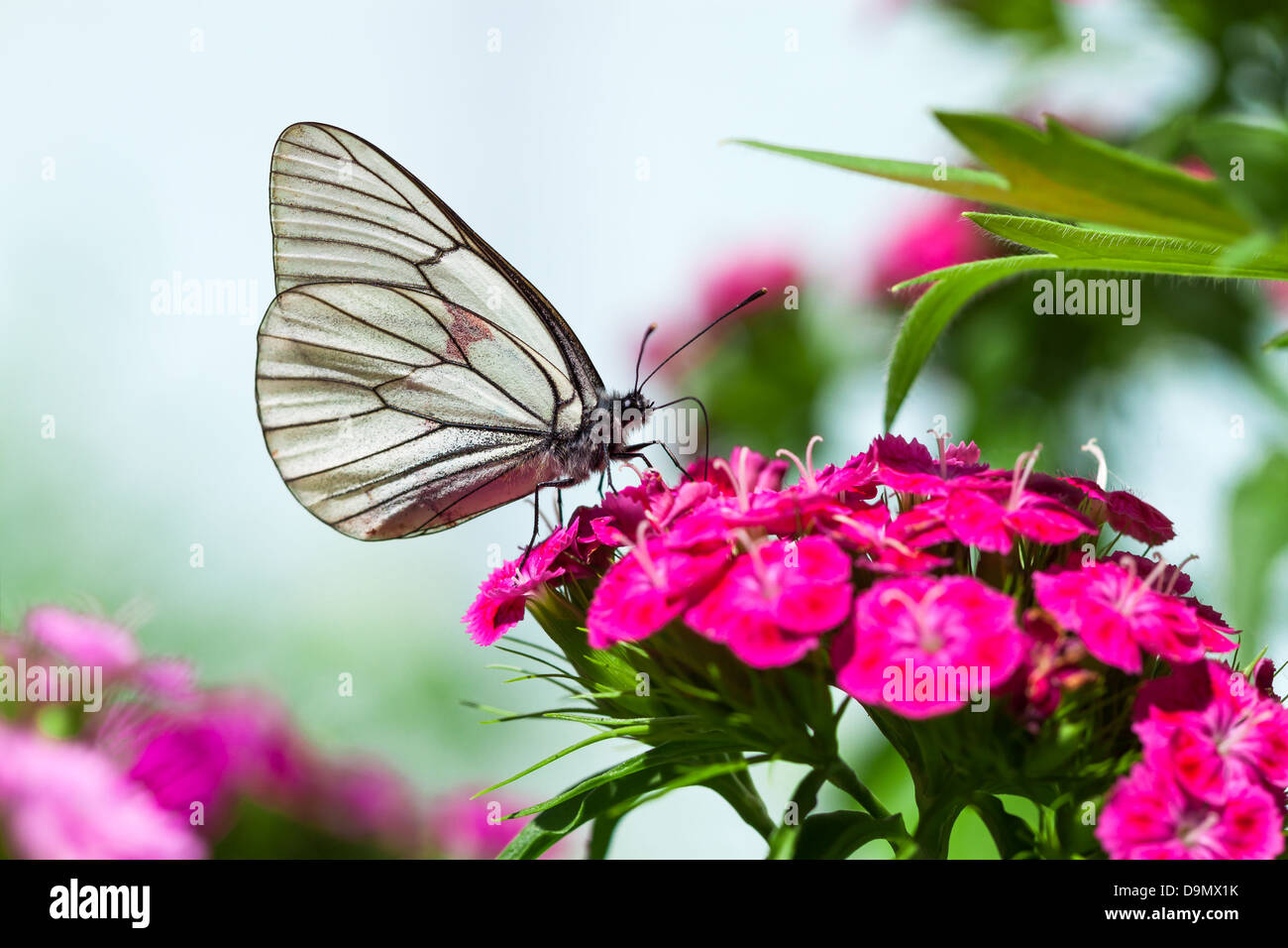 the beautiful white butterfly sits on flowers Stock Photo - Alamy