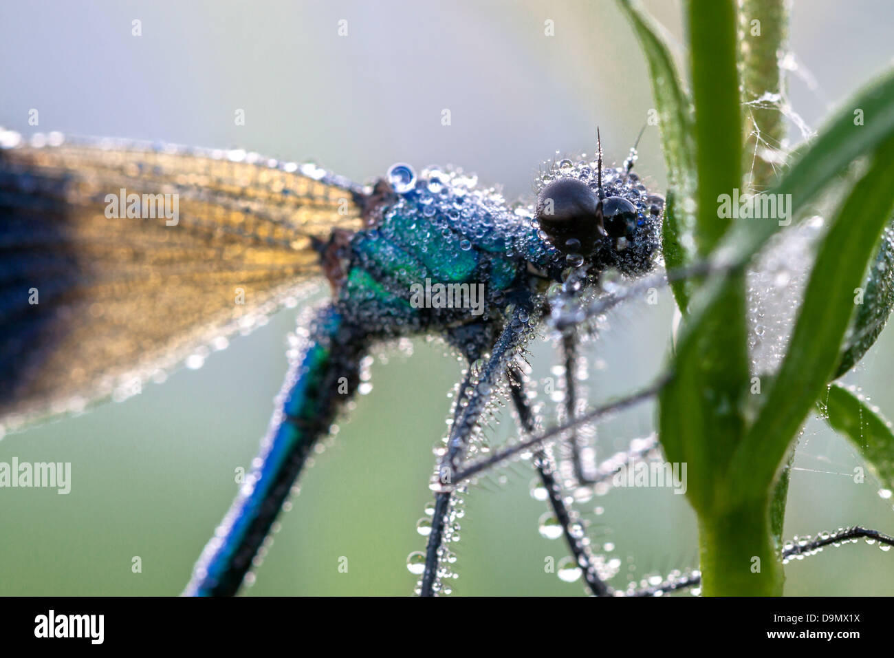 Dragonfly drop hi-res stock photography and images - Alamy