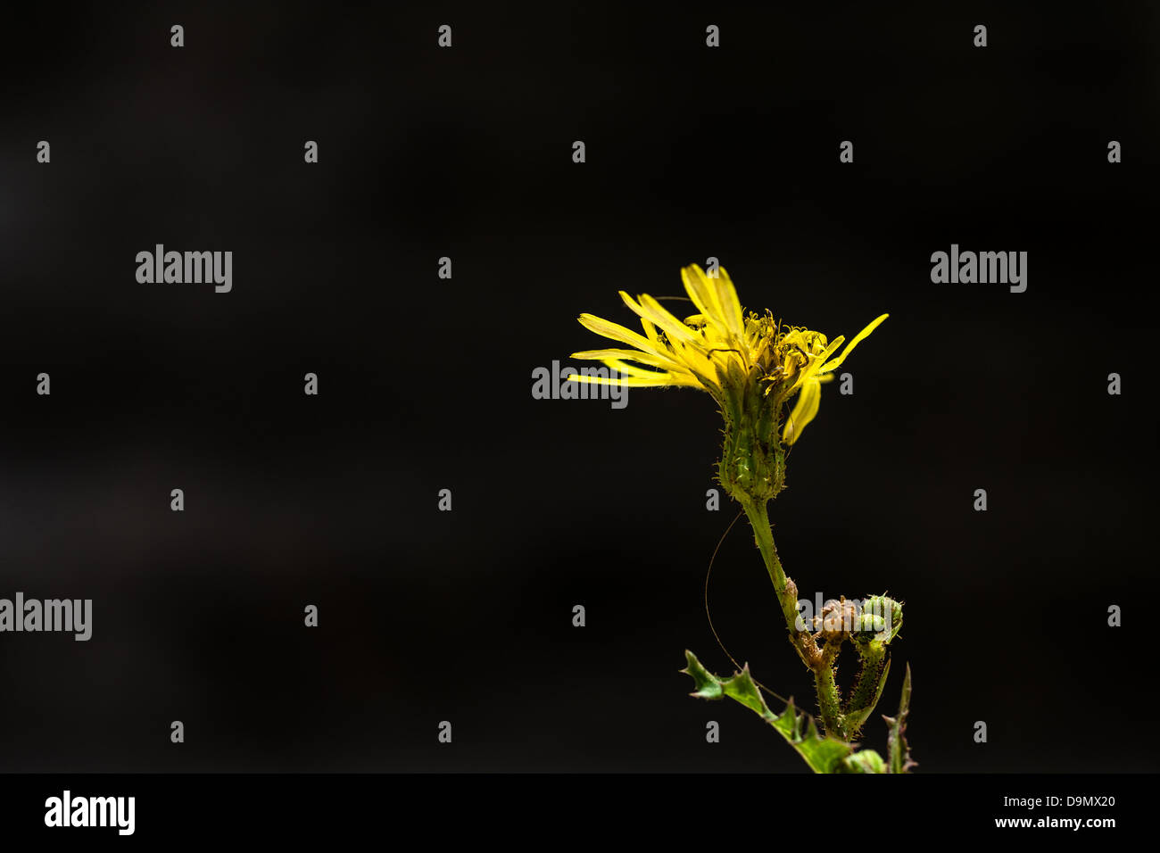 Flower dust plant hi-res stock photography and images - Alamy