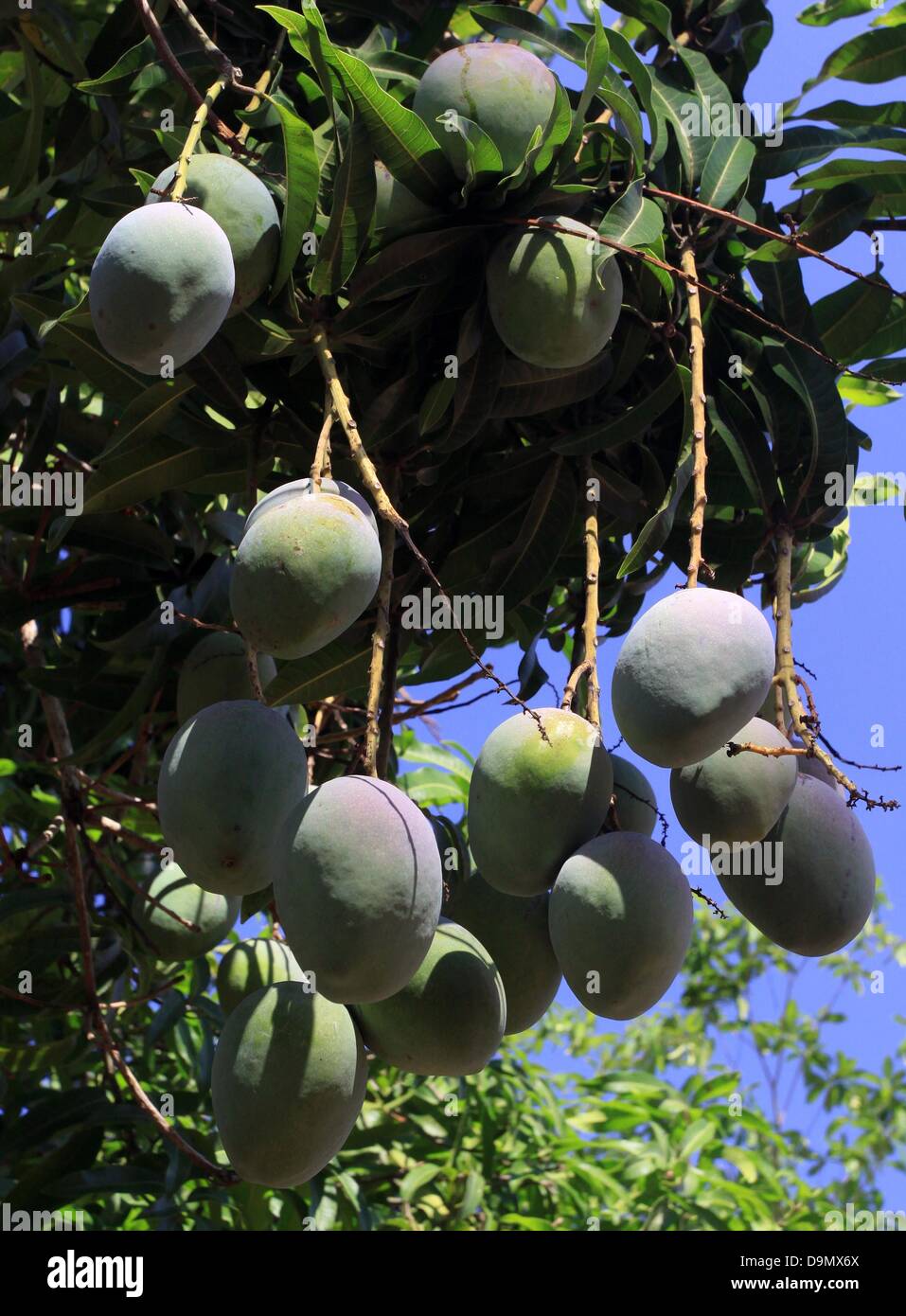 Manog hi-res stock photography and images - Alamy