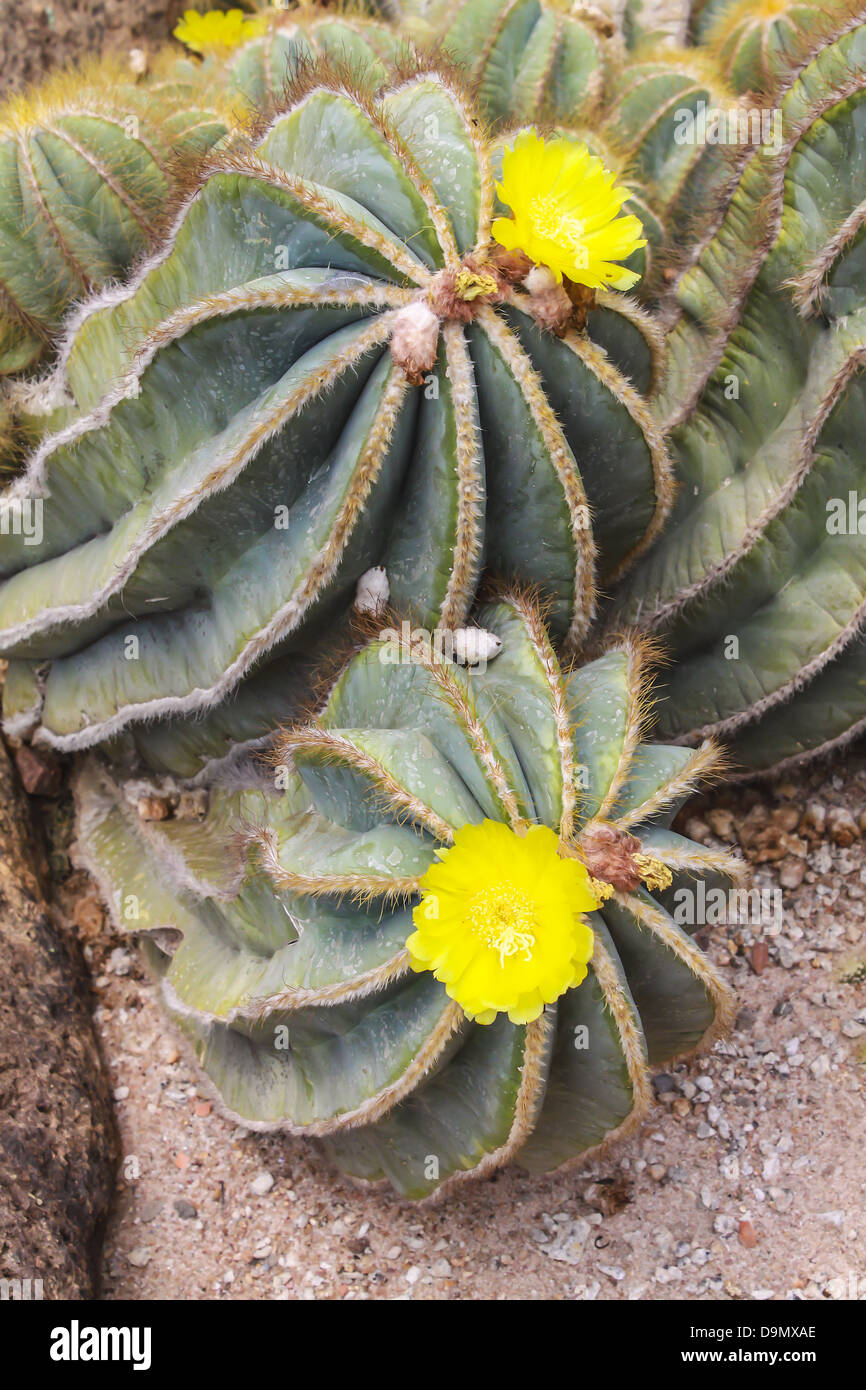 The yellow cactus flower Stock Photo - Alamy