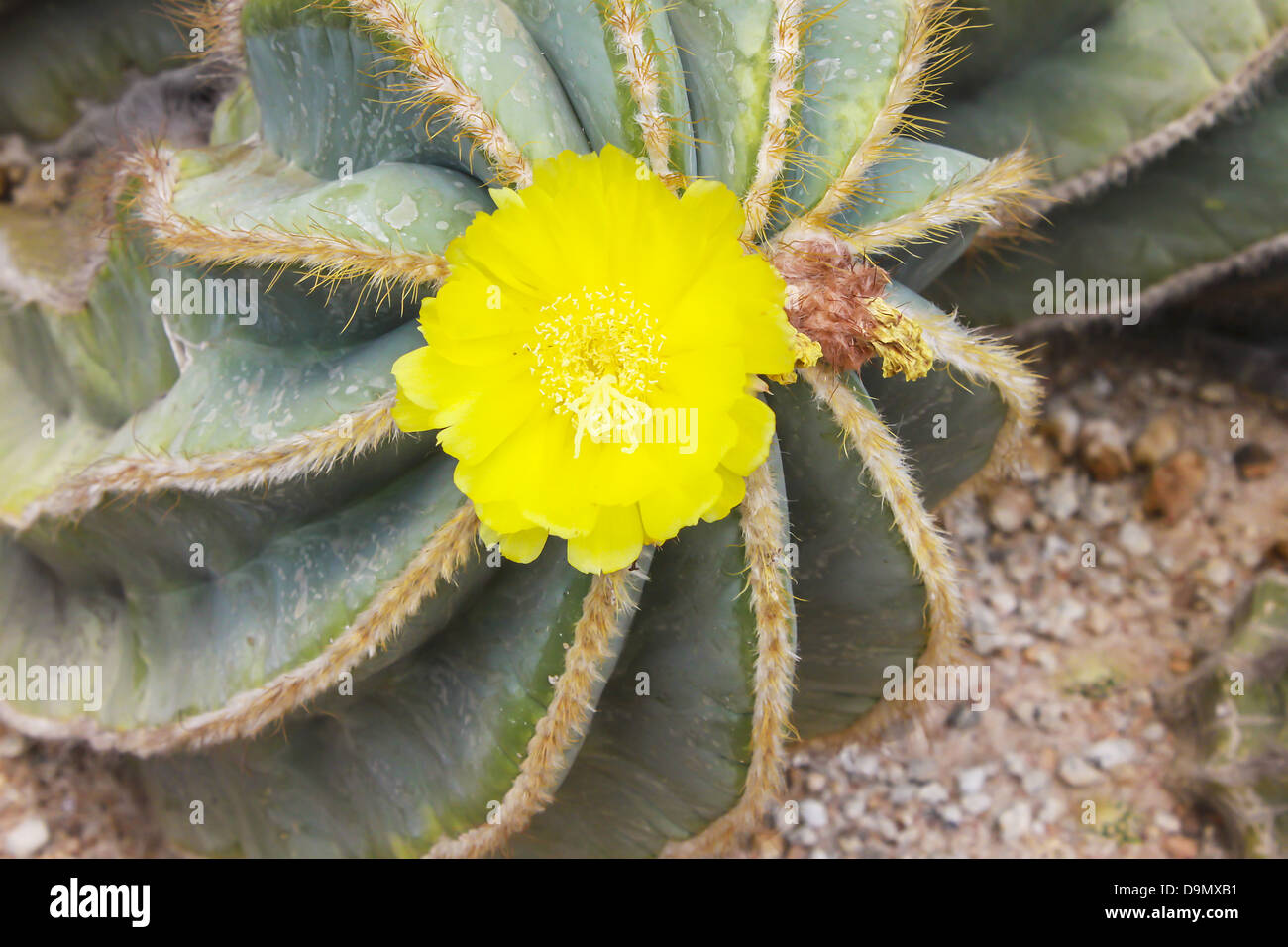 The yellow cactus flower Stock Photo - Alamy