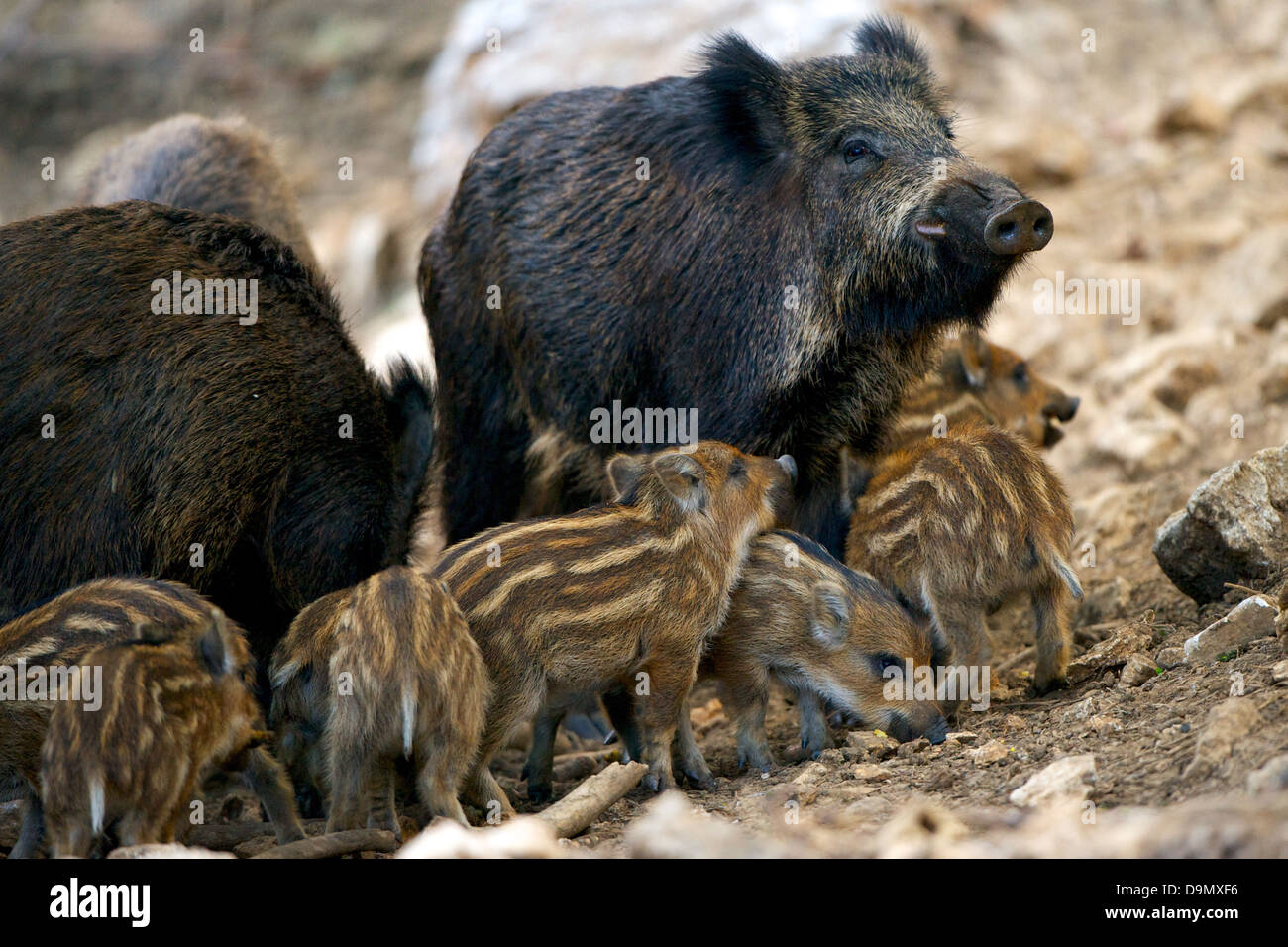 Wild Boar (Sus scrofa) with piglets in Sierra de Cazorla, Andalusia ...