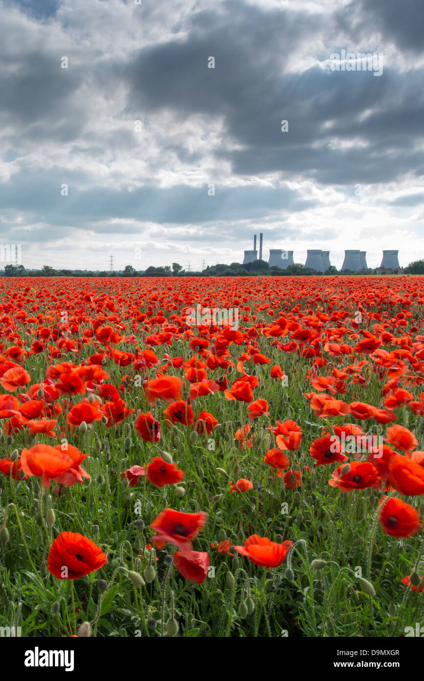 Poppy power, bright red flowers in a field (Ferrybridge, UK Stock Photo ...