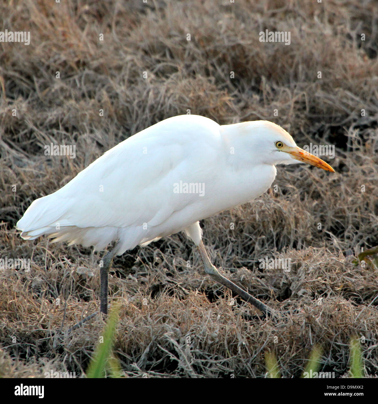 Spanish Cattle Egret (Bubulcus ibis) walking and foraging at close ...