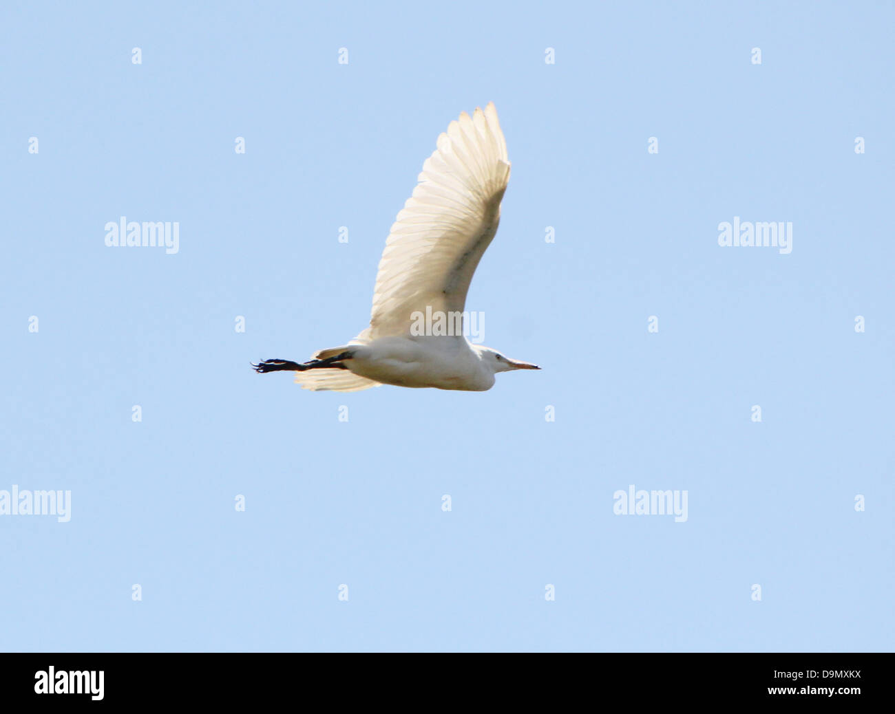 Detailed image of a Spanish Cattle Egret (Bubulcus ibis) in flight ...