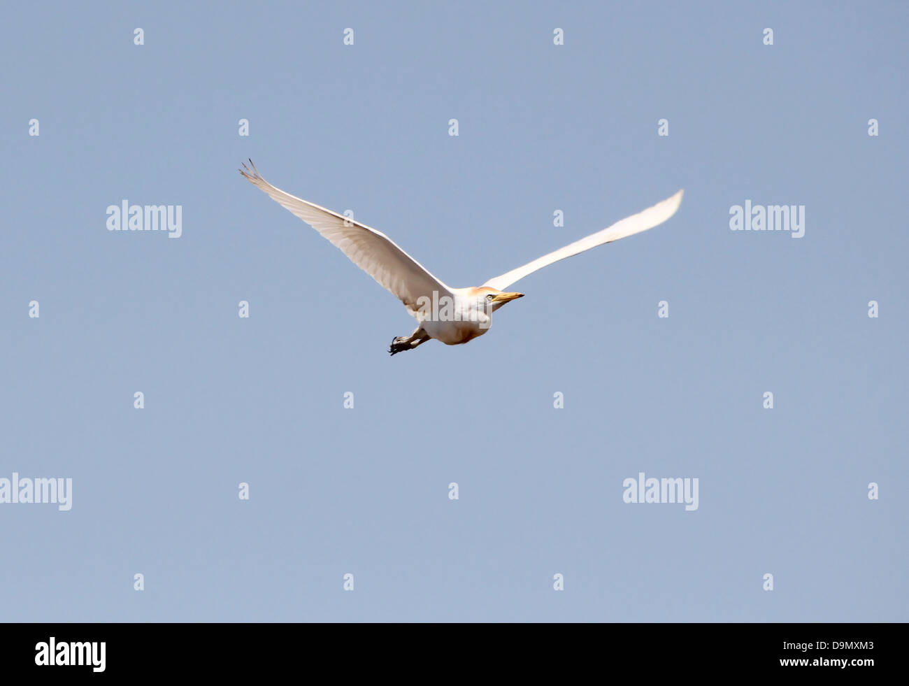 Spanish Cattle Egret (Bubulcus ibis) in flight Stock Photo - Alamy