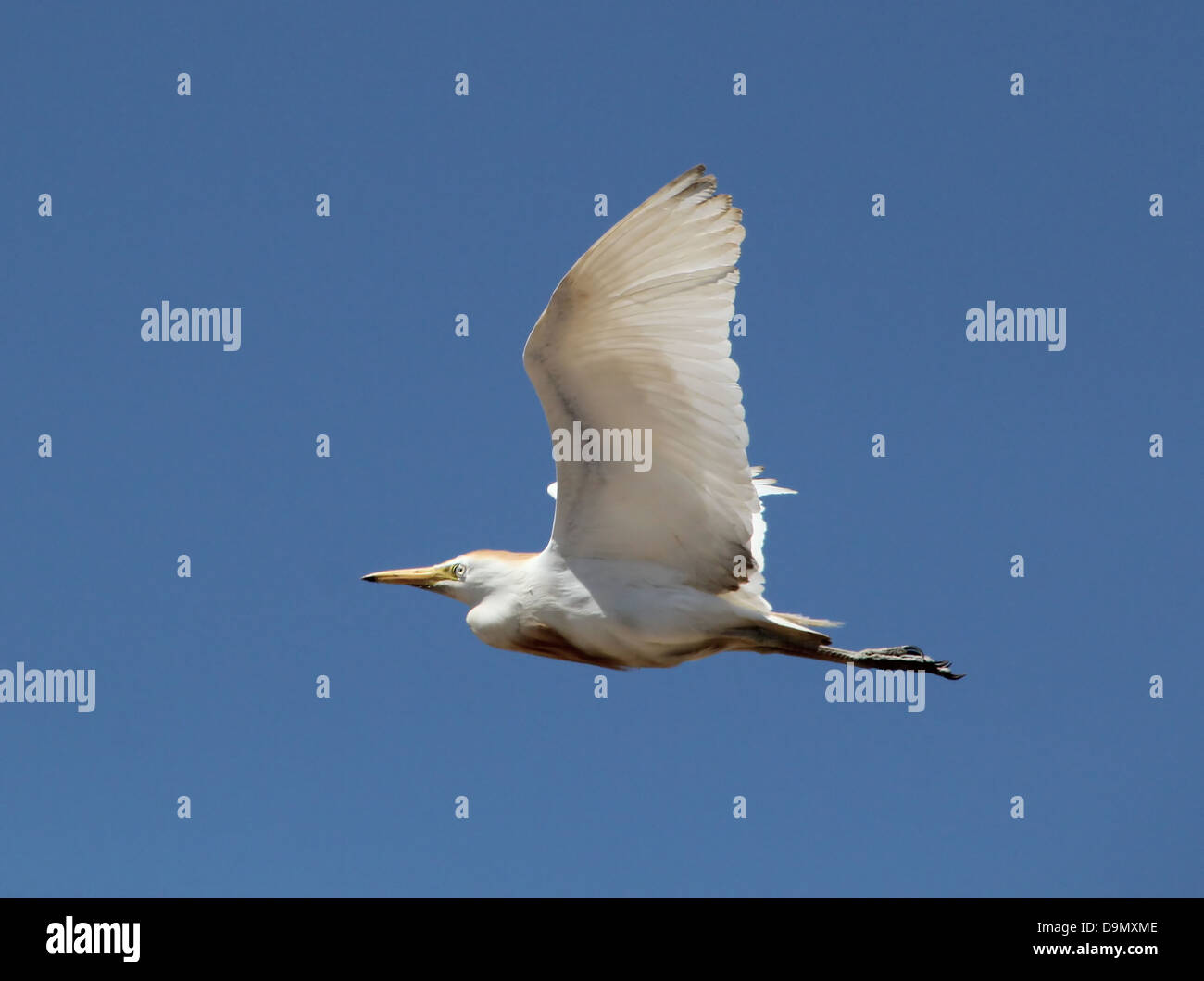 Detailed image of a Spanish Cattle Egret (Bubulcus ibis) in flight ...