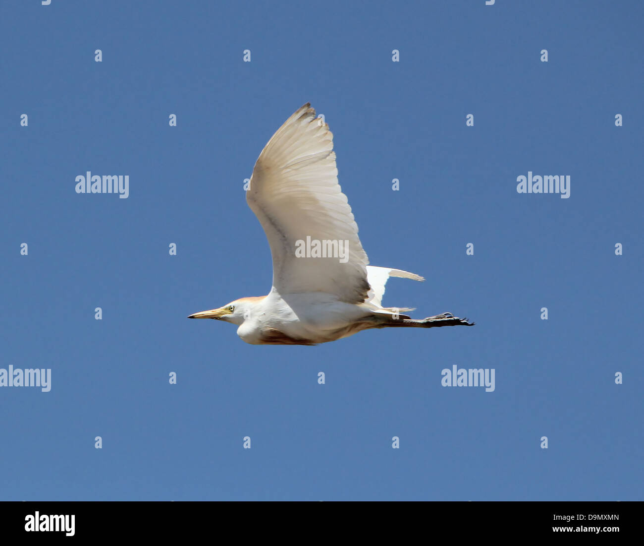 Spanish Cattle Egret (Bubulcus ibis) in flight Stock Photo - Alamy