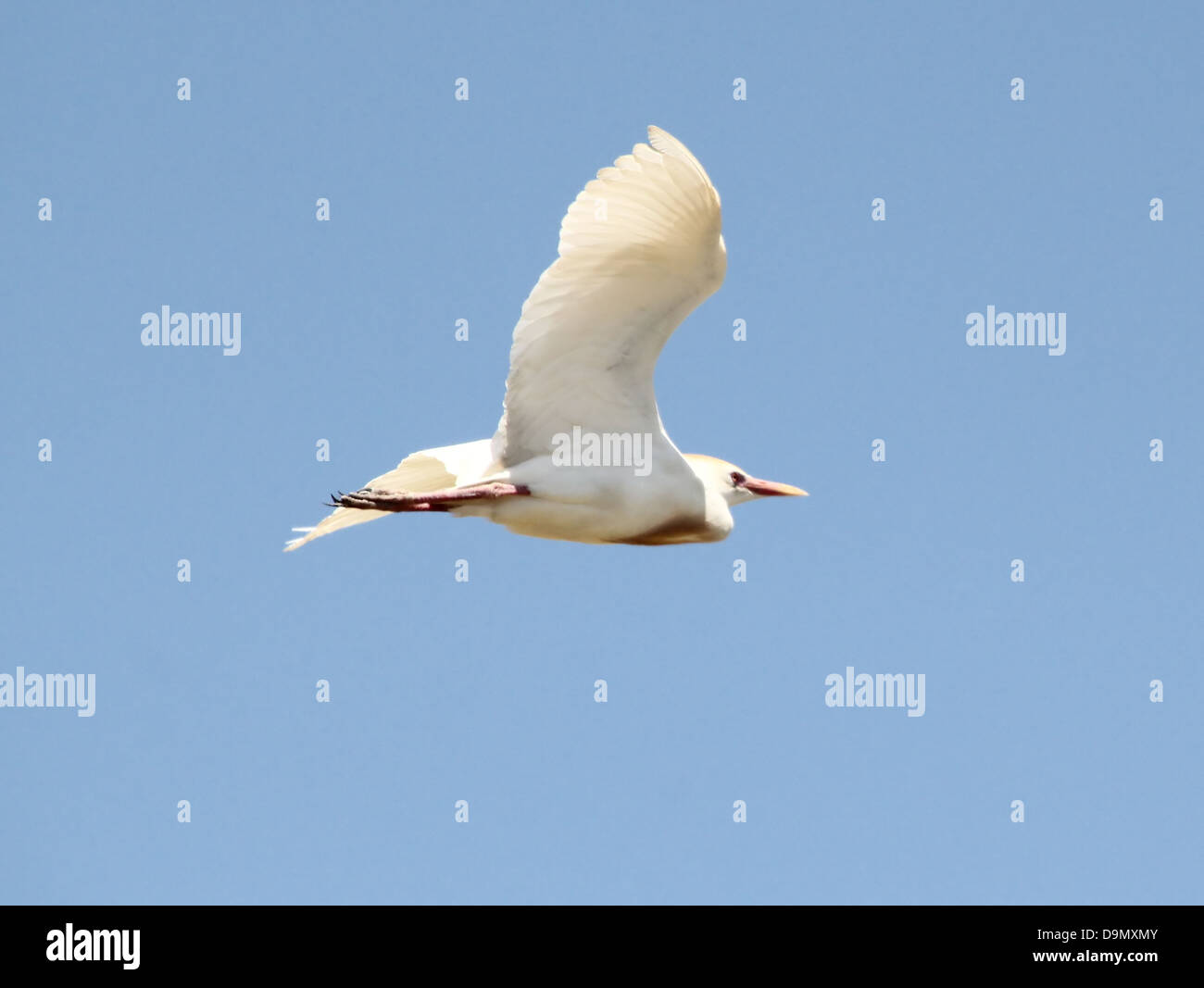 Detailed image of a Spanish Cattle Egret (Bubulcus ibis) in flight ...