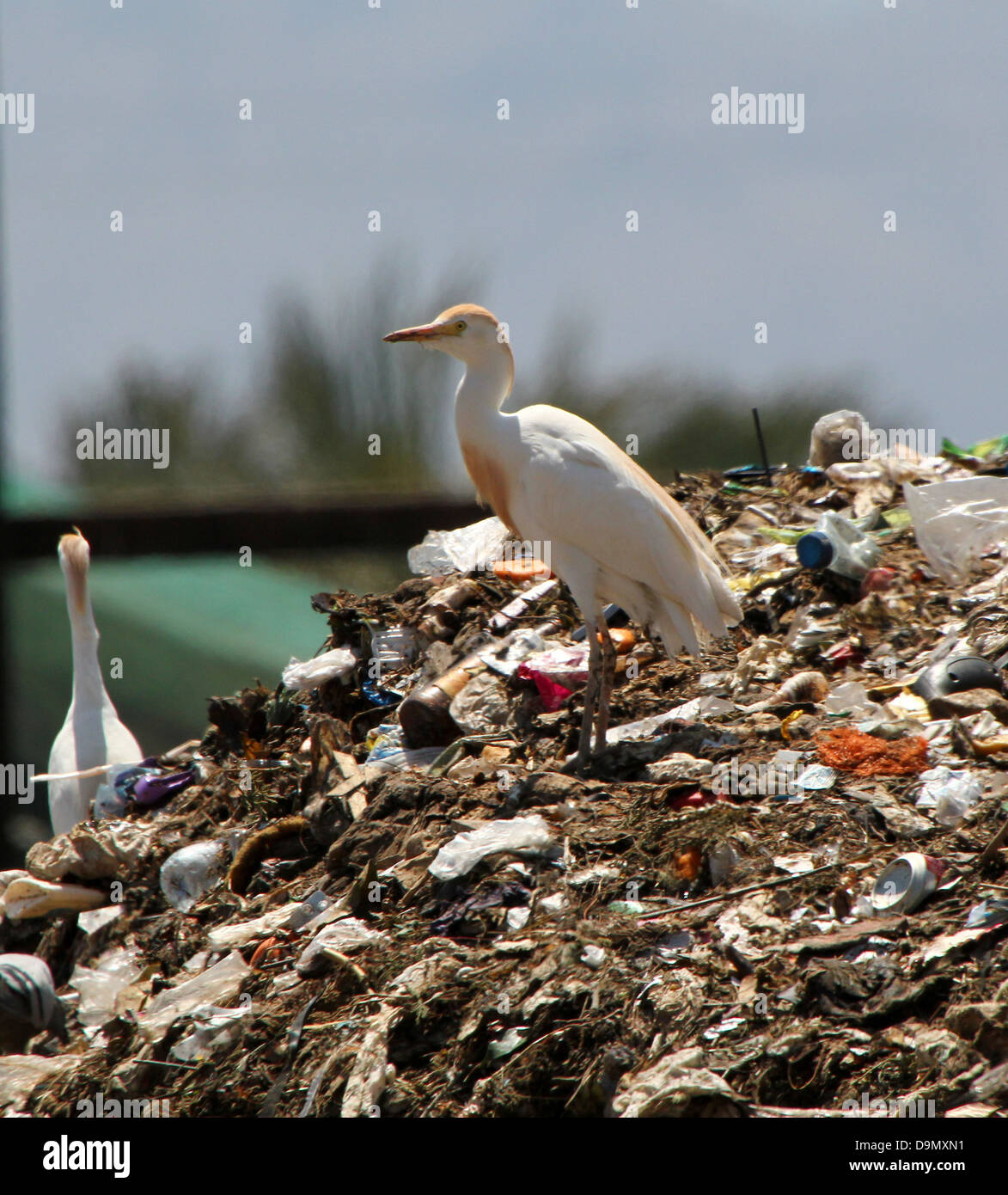 Large group of Spanish Cattle Egrets (Bubulcus ibis) foraging on a ...
