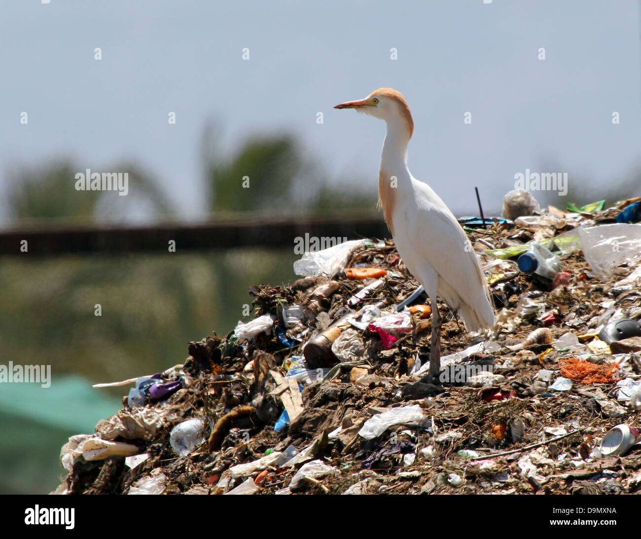 Spanish Cattle Egrets (Bubulcus ibis) foraging on a landfill site ...