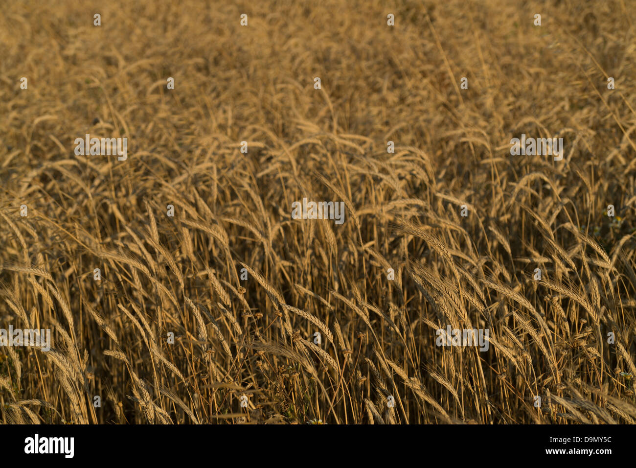 Cereal field hi-res stock photography and images - Alamy