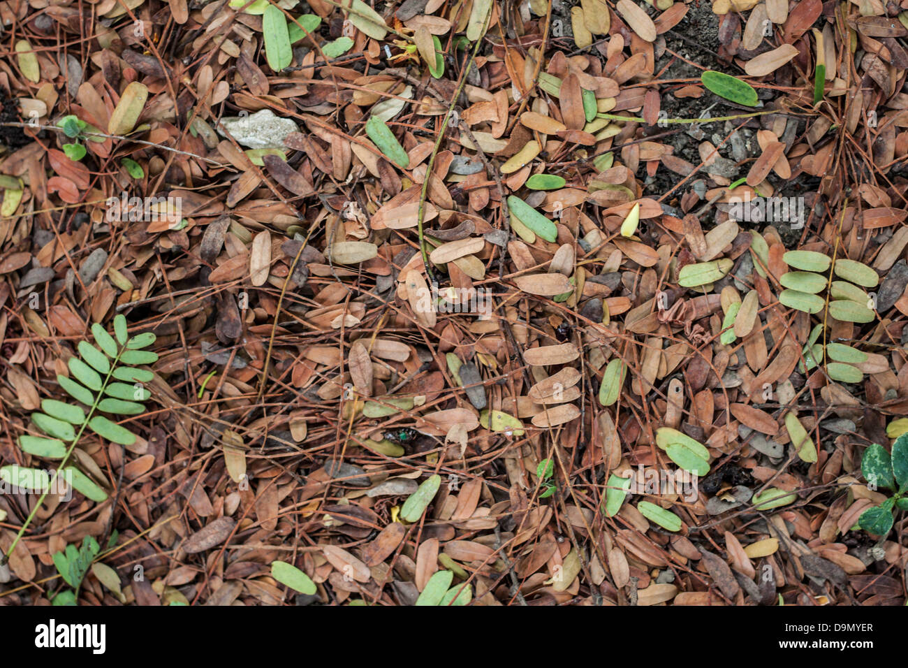 Leaf of tamarind tree on ground Stock Photo - Alamy