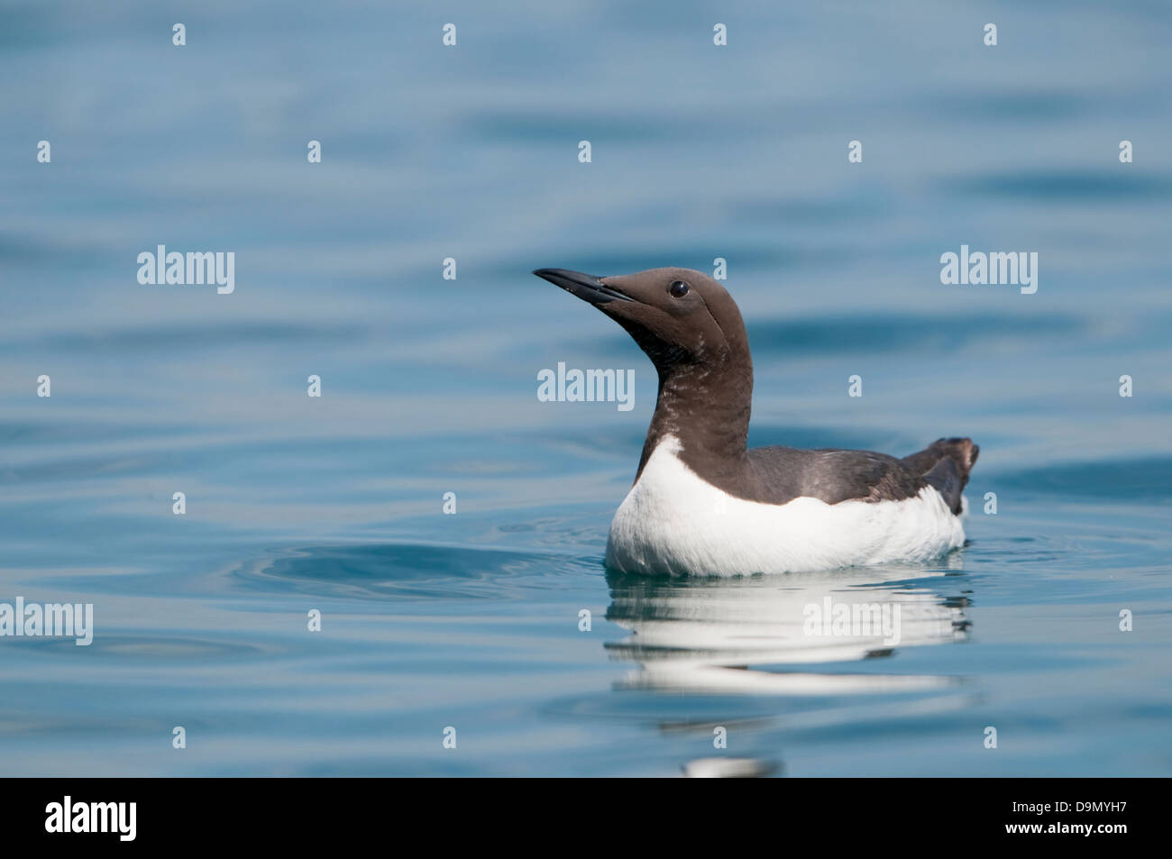 A guillemot looks upwards whilst swimming on blue sea, Skomer Island ...