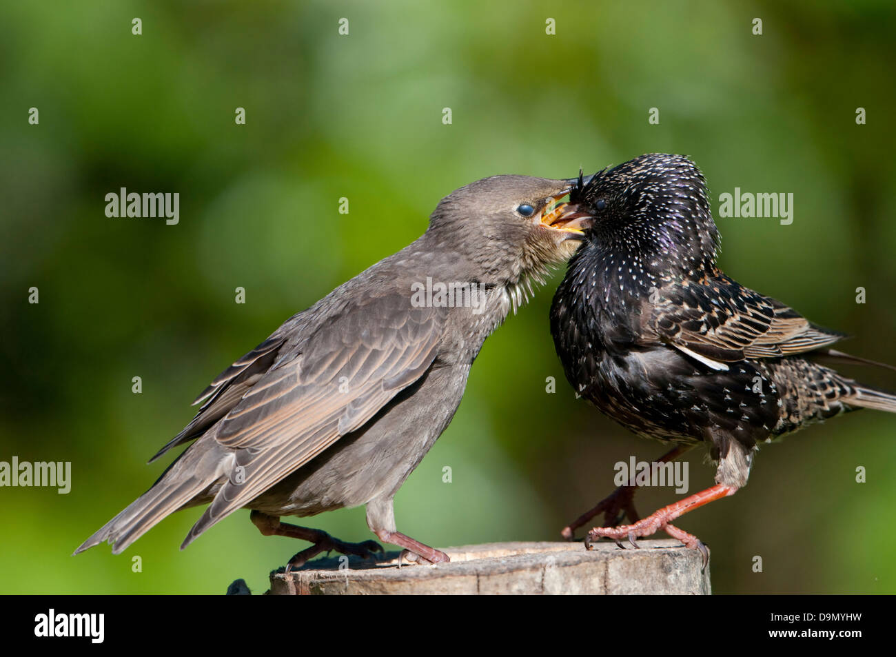 Juvenile starling hi-res stock photography and images - Alamy