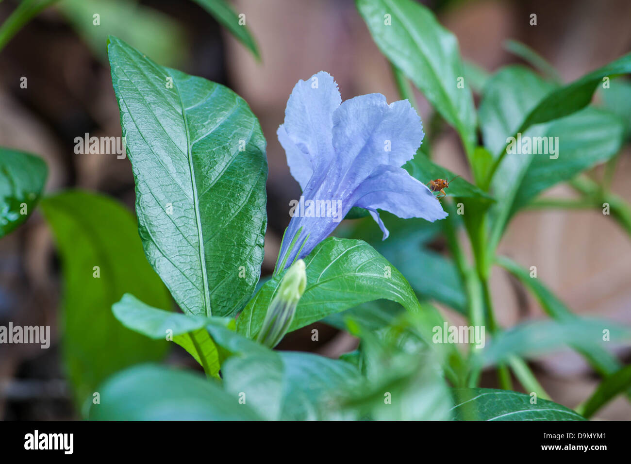 The Purple Ruellia tuberosa Stock Photo - Alamy