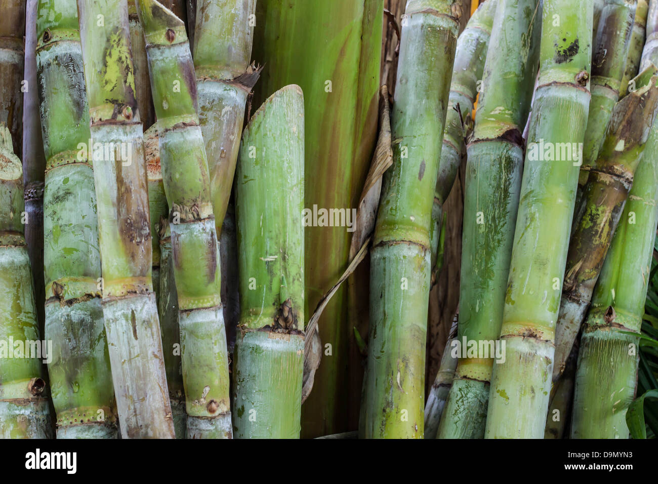 The sugar cane peeled Stock Photo - Alamy