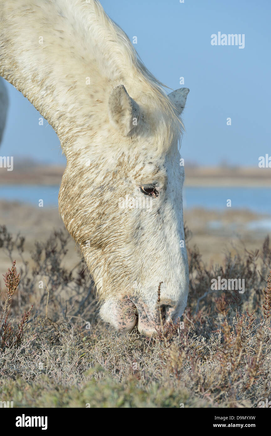 White horses camargue grazing hi-res stock photography and images - Alamy
