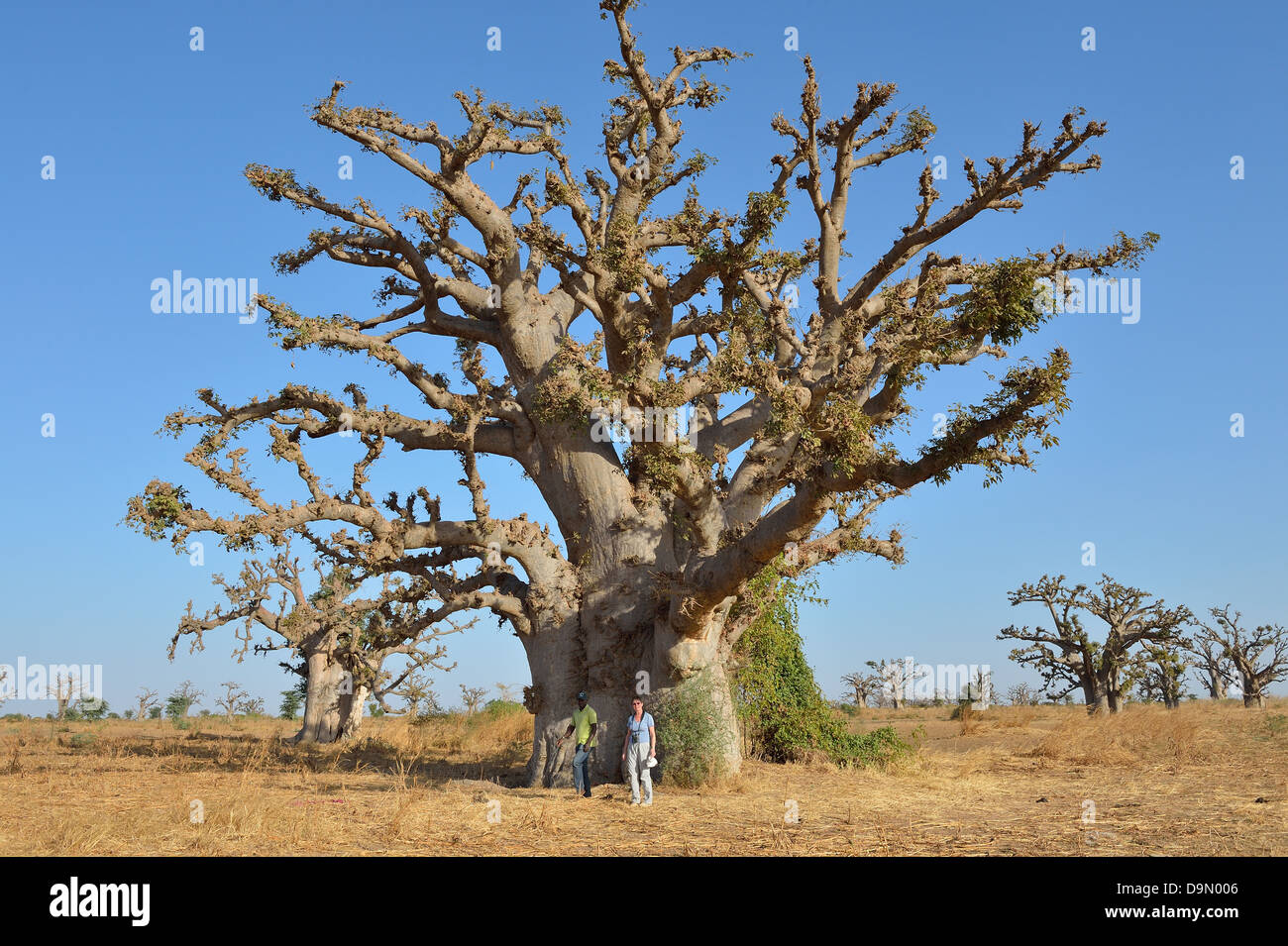 Baobab - Dead-rat tree - Monkey-bread tree - Upside-down tree ...