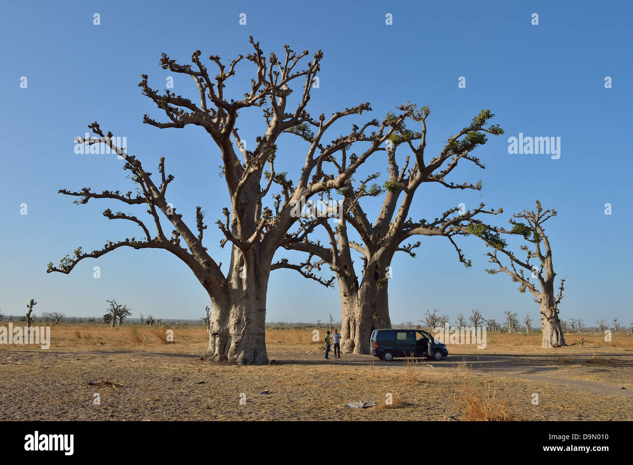 Baobab - Dead-rat tree - Monkey-bread tree - Upside-down tree ...