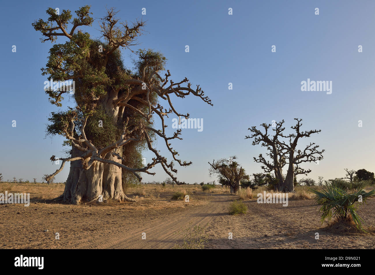 Monkey Bread Tree Senegal High Resolution Stock Photography and Images ...