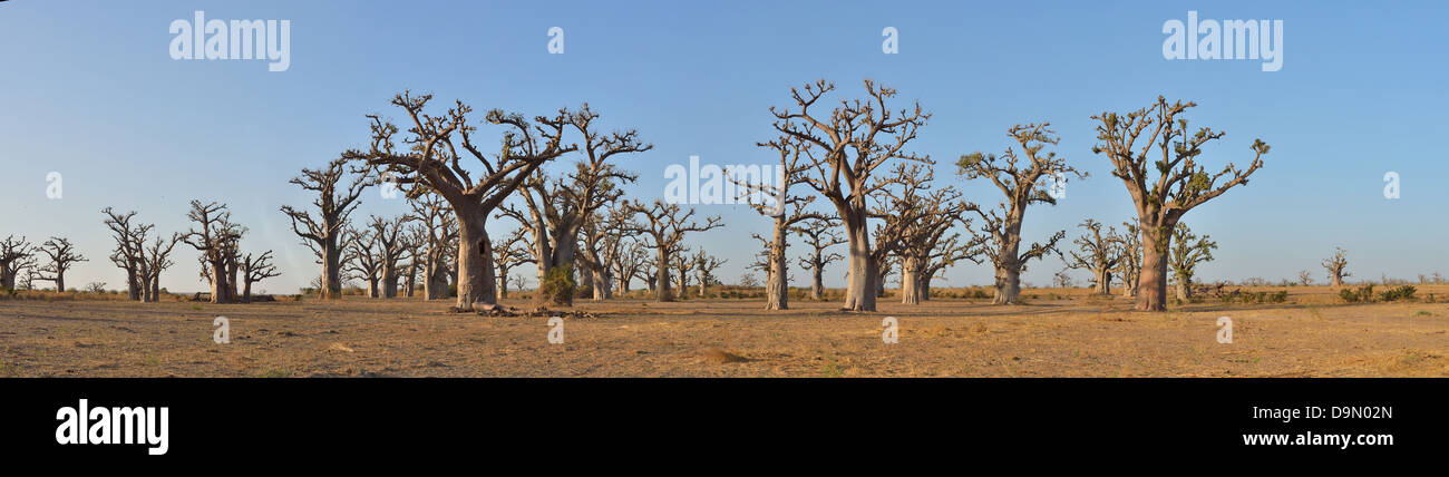 Baobab - Dead-rat tree - Monkey-bread tree - Upside-down tree ...