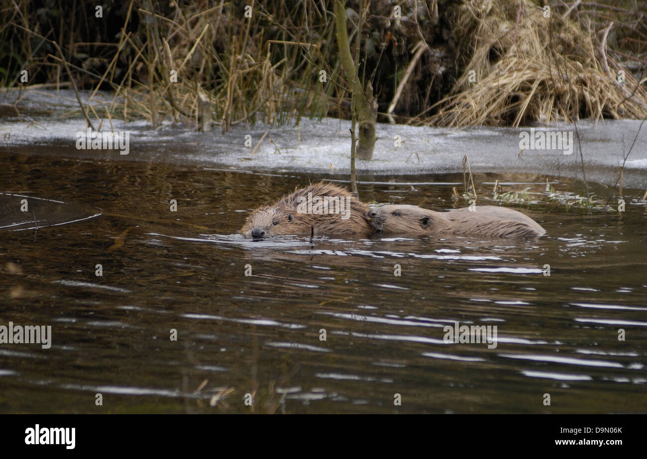 Eurasian Beaver (Castor fiber) pair mating in water in winter Stock ...