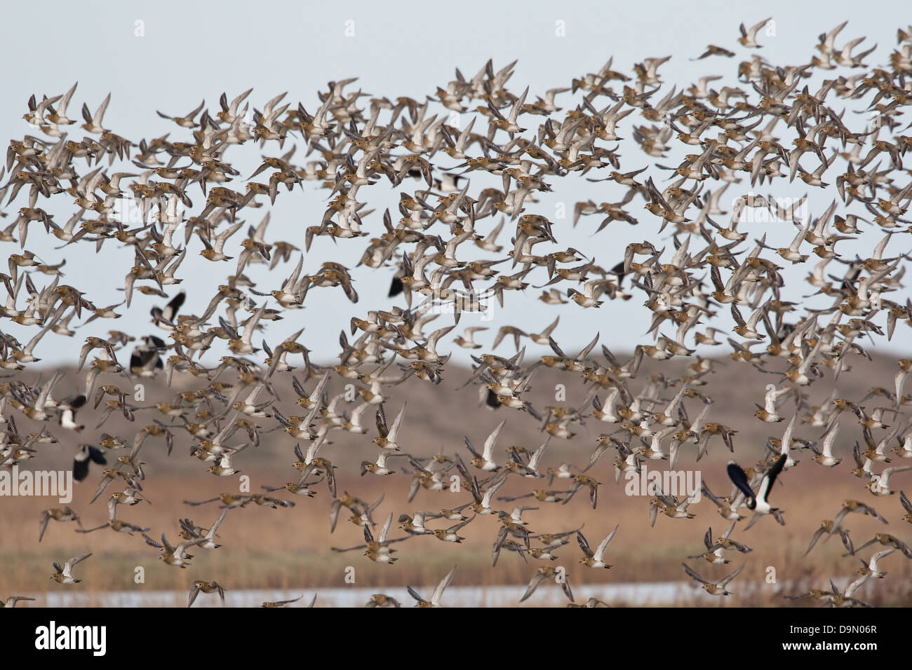 Golden Plover in flight Stock Photo - Alamy