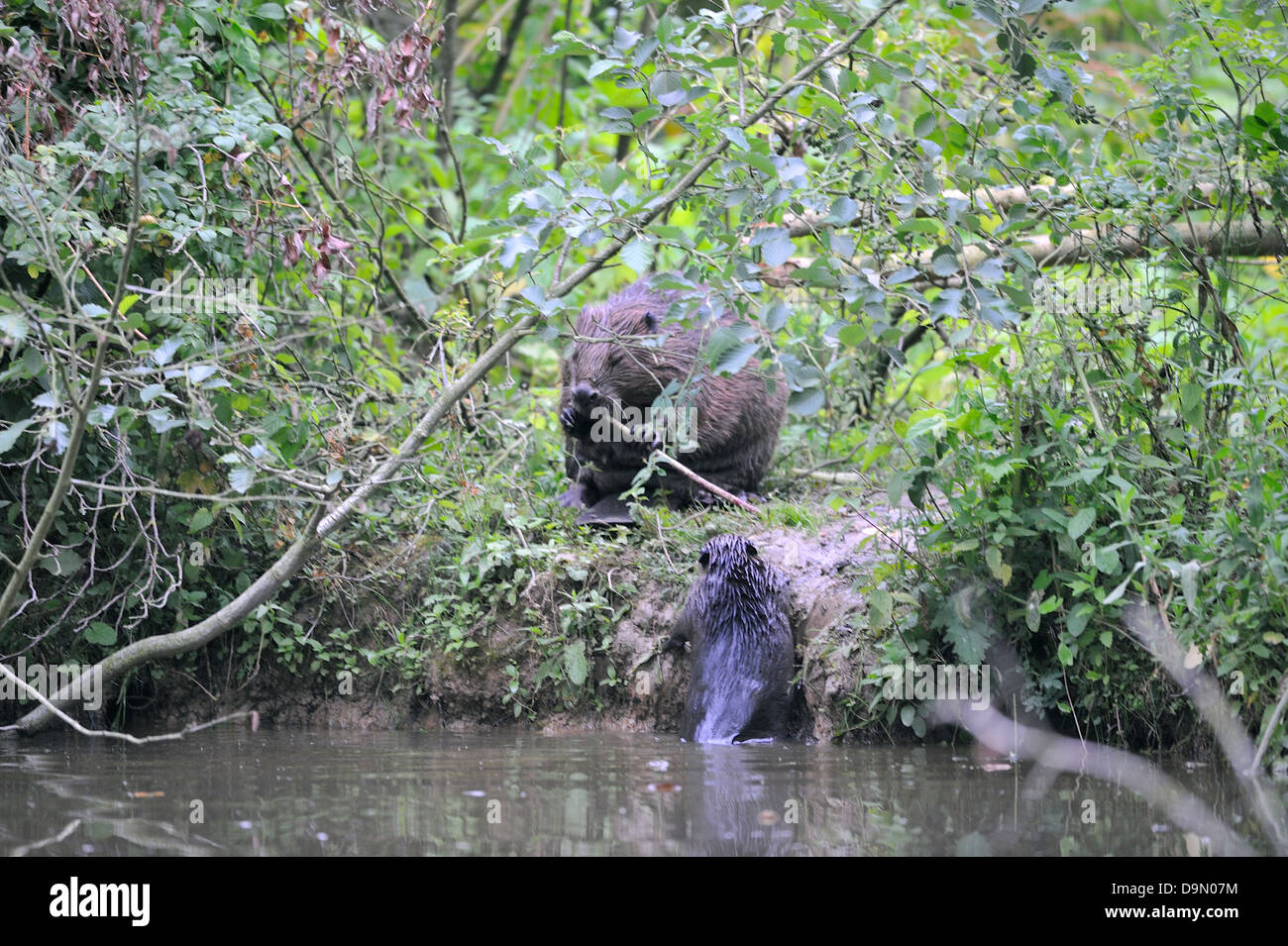 Eurasian Beaver (Castor fiber) mother & young in summer Stock Photo - Alamy