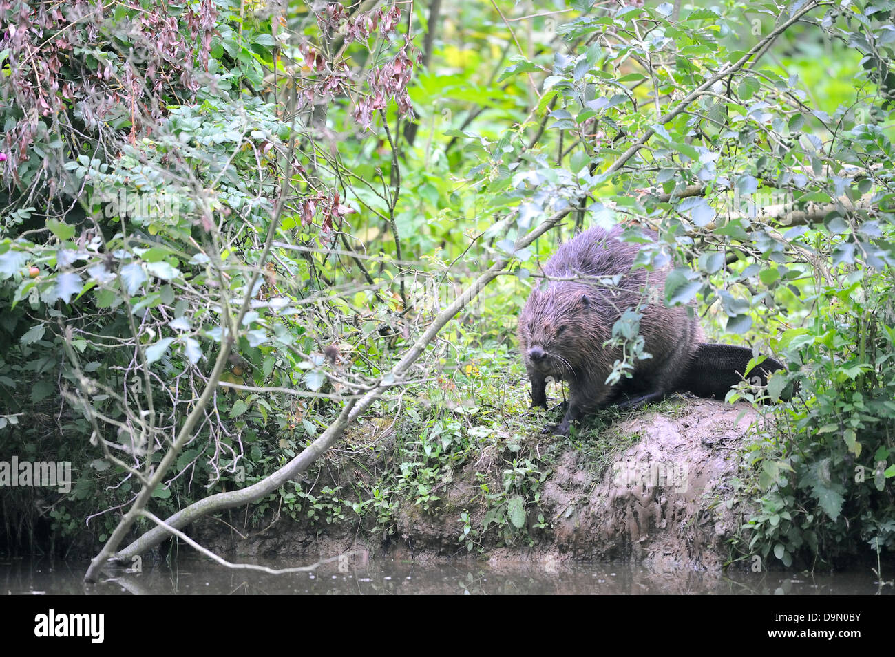 Female beaver hi-res stock photography and images - Alamy