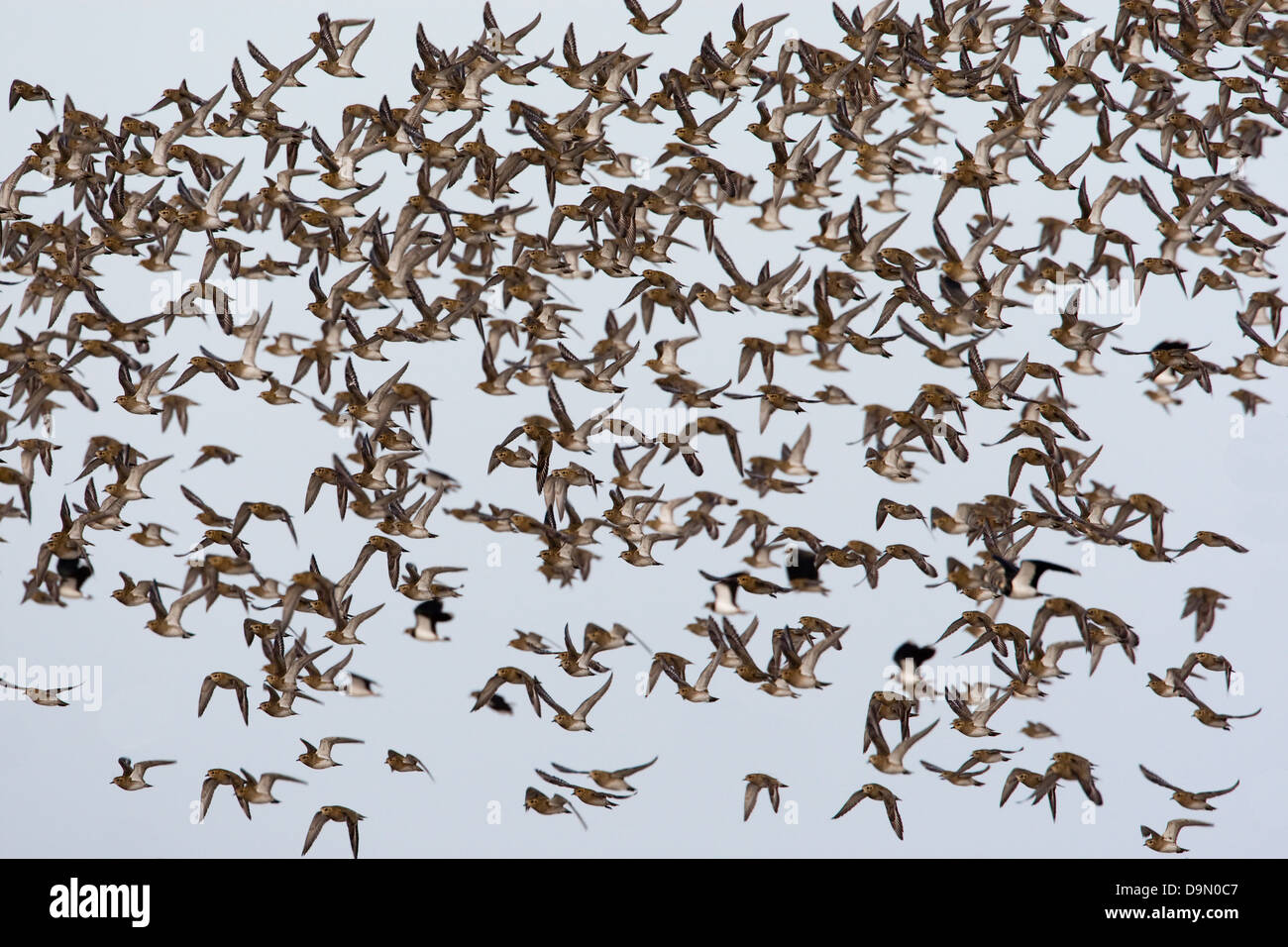Golden Plover in flight Stock Photo - Alamy