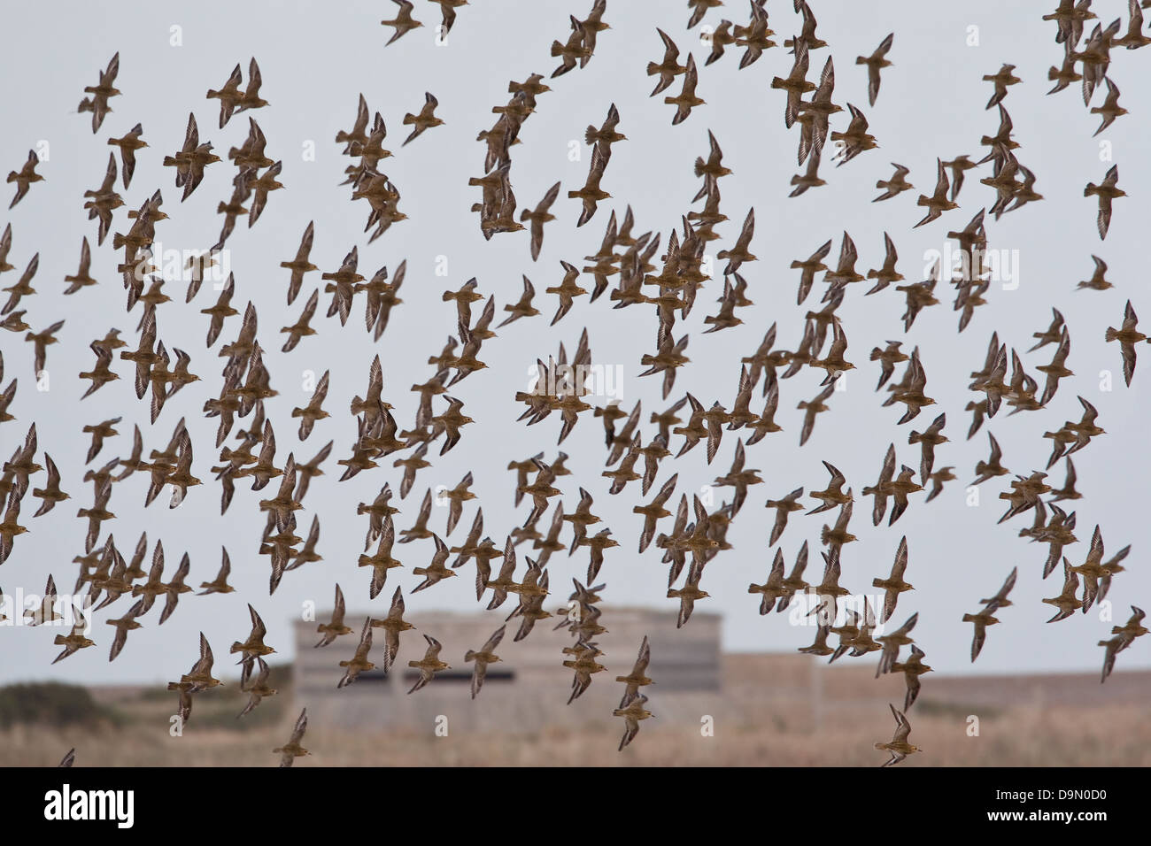 Golden Plover in flight Stock Photo - Alamy