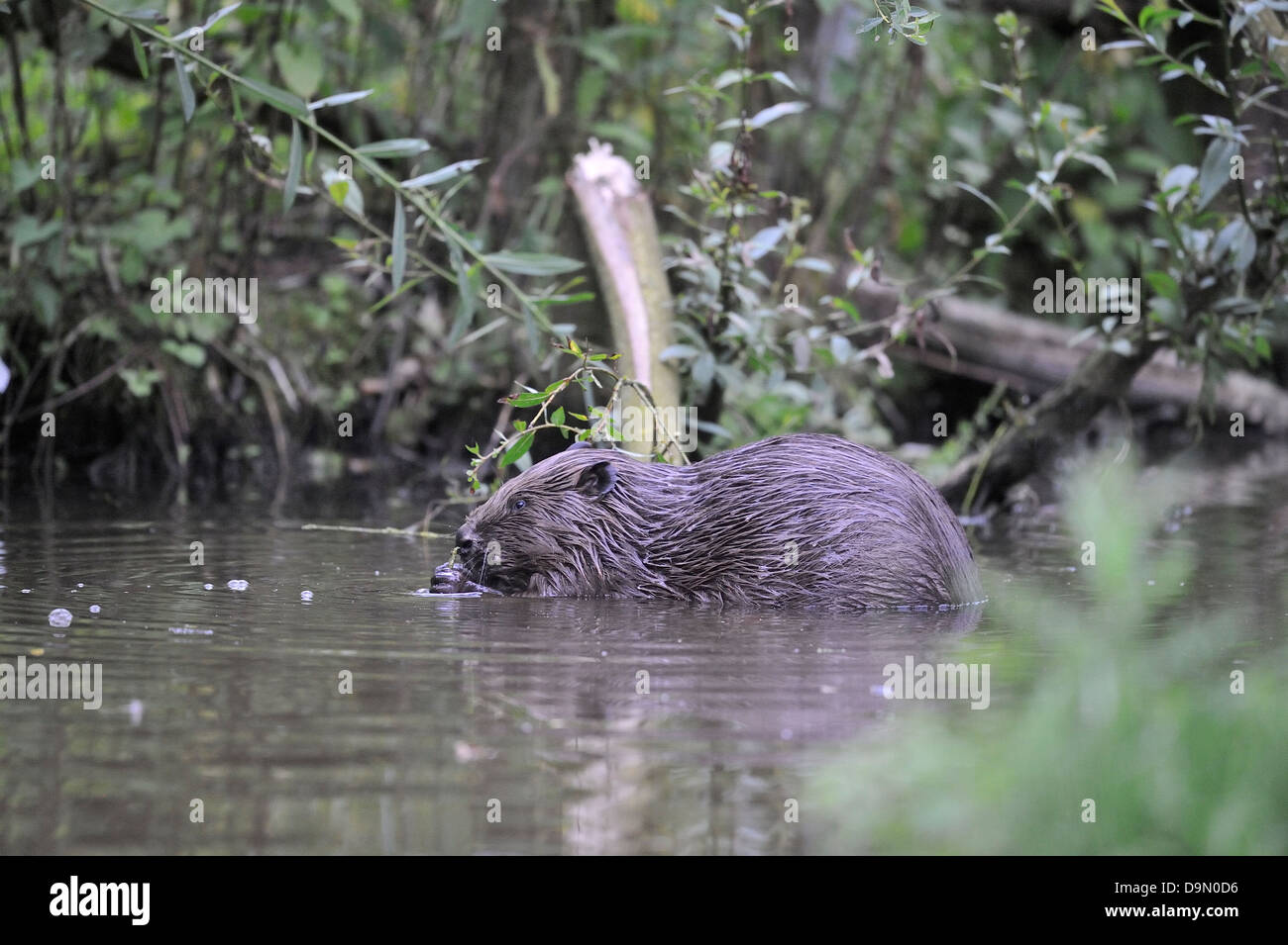 Eurasian Beaver (Castor fiber) feeding in the water in summer Stock ...
