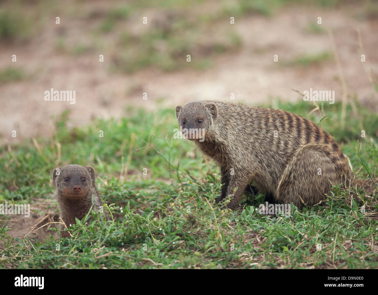 Manguste hi-res stock photography and images - Alamy