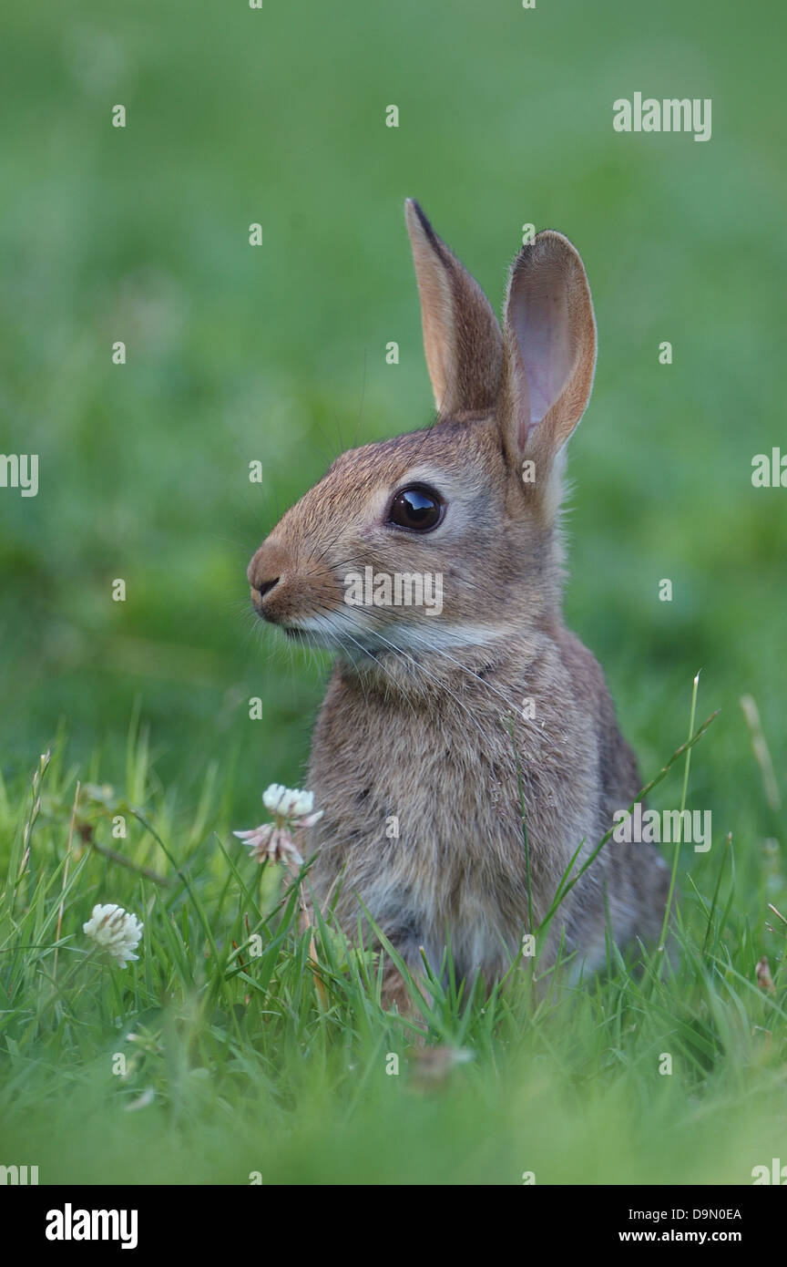 European Rabbit (Oryctogalus cuniculus) sitting in the grass Stock ...