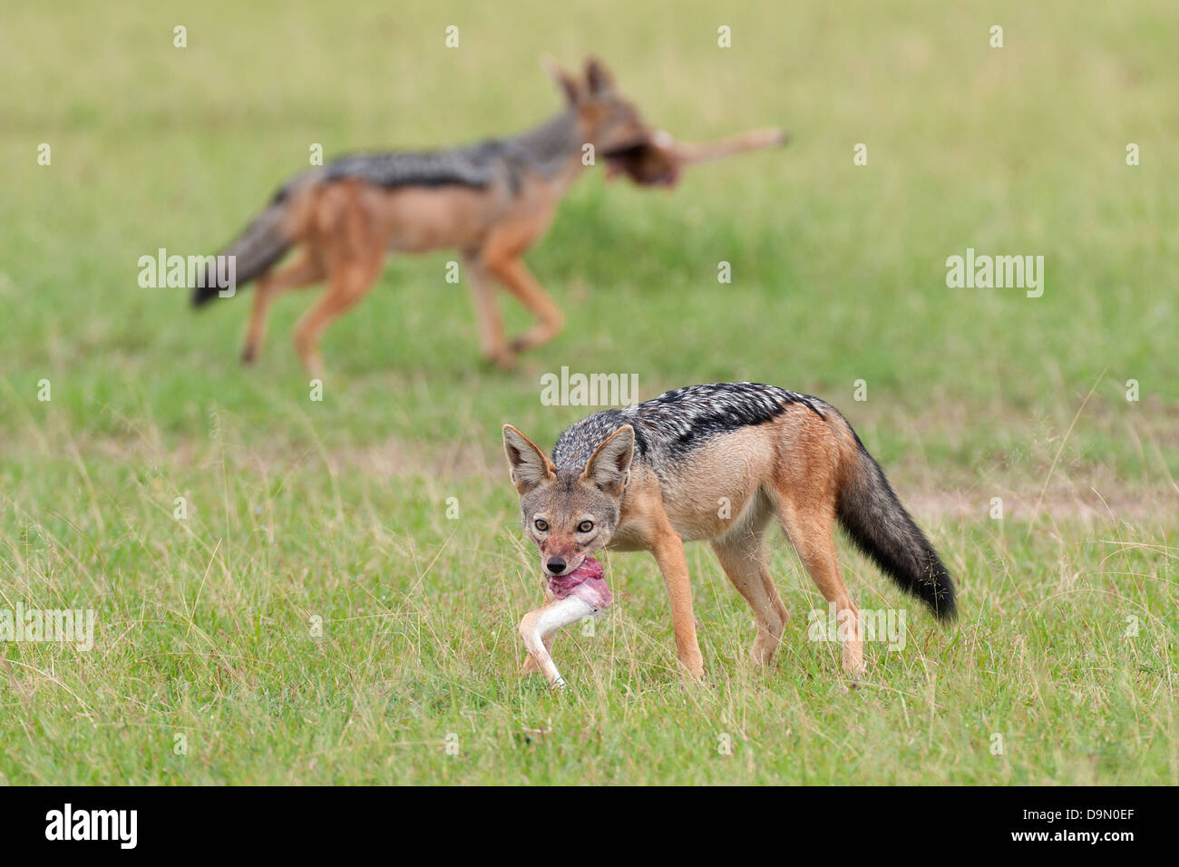 Jackal close up at a kill, Masai Mara, Kenya Stock Photo - Alamy