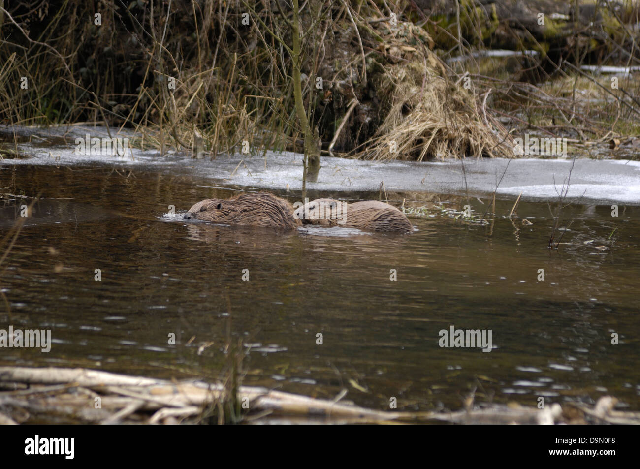 Eurasian Beaver (Castor fiber) pair mating in water in winter Stock ...