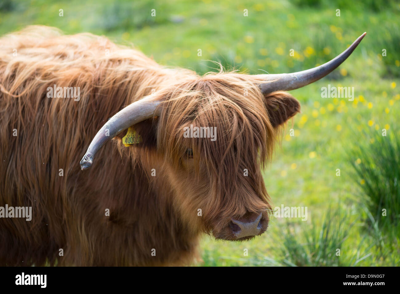 Cow horn hi-res stock photography and images - Alamy