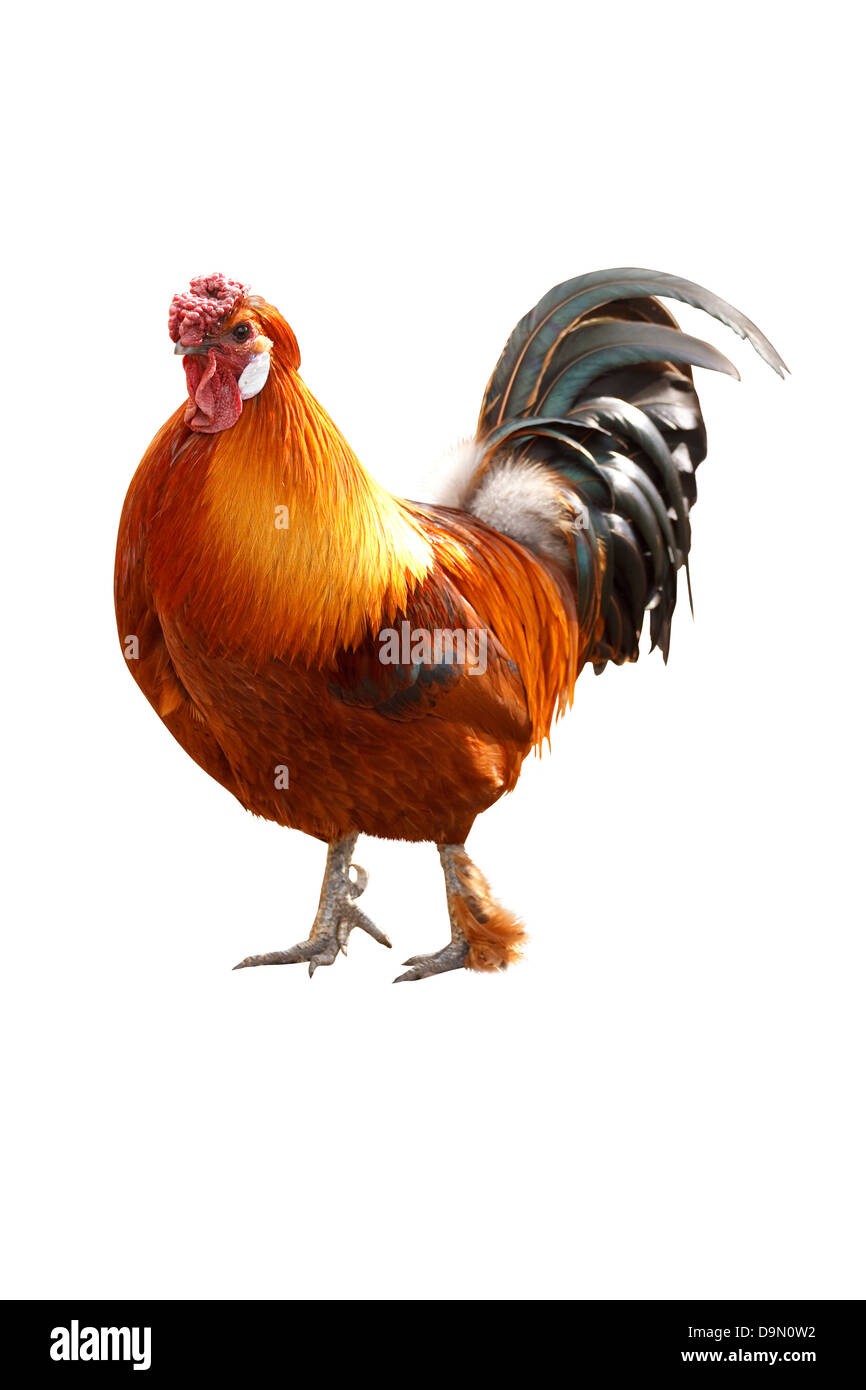 Bright and colorful healthy cockerel a popular farm animal Stock Photo ...