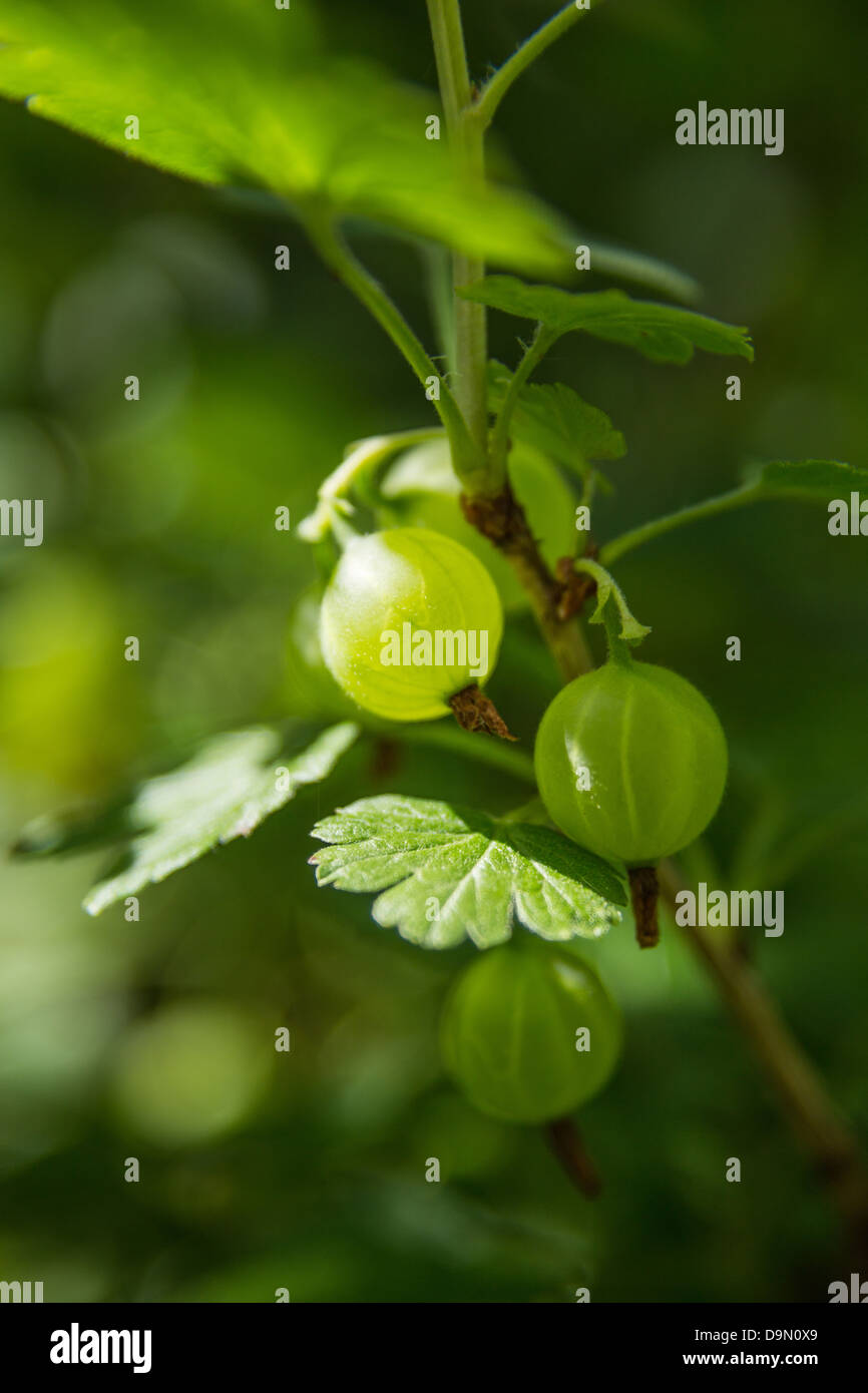 Gooseberry seedling hi-res stock photography and images - Alamy