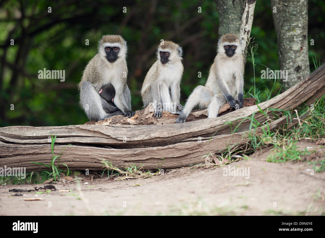 Monkey group hi-res stock photography and images - Alamy
