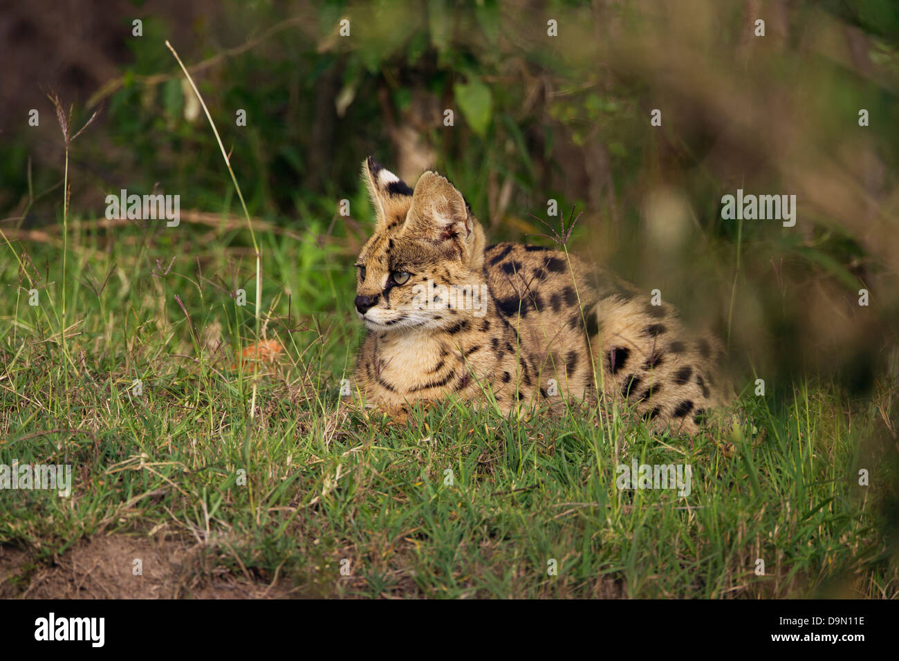 African serval cat hi-res stock photography and images - Alamy