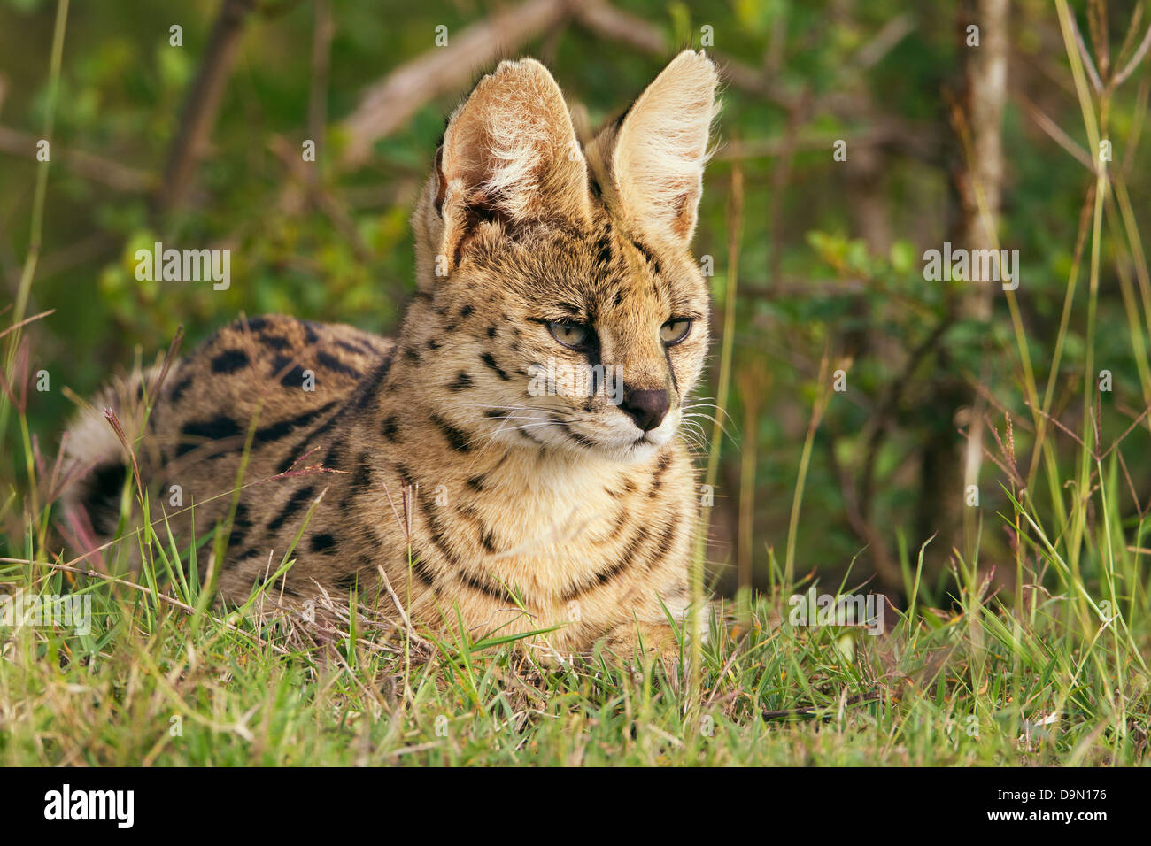 Serval cat face hi-res stock photography and images - Alamy