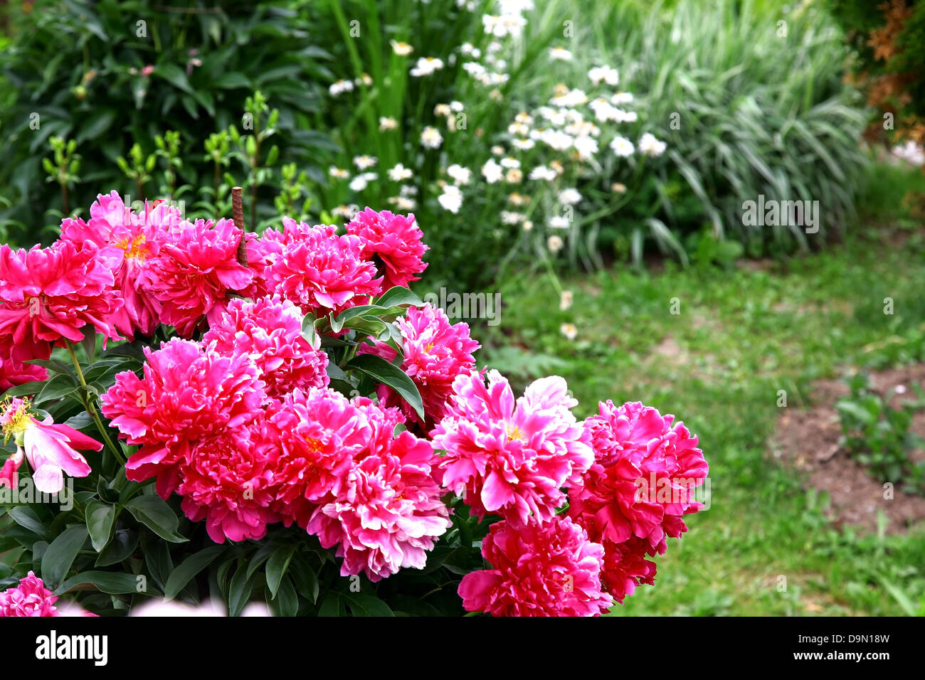 Bouquet of fresh pink peonies in summer garden Stock Photo - Alamy