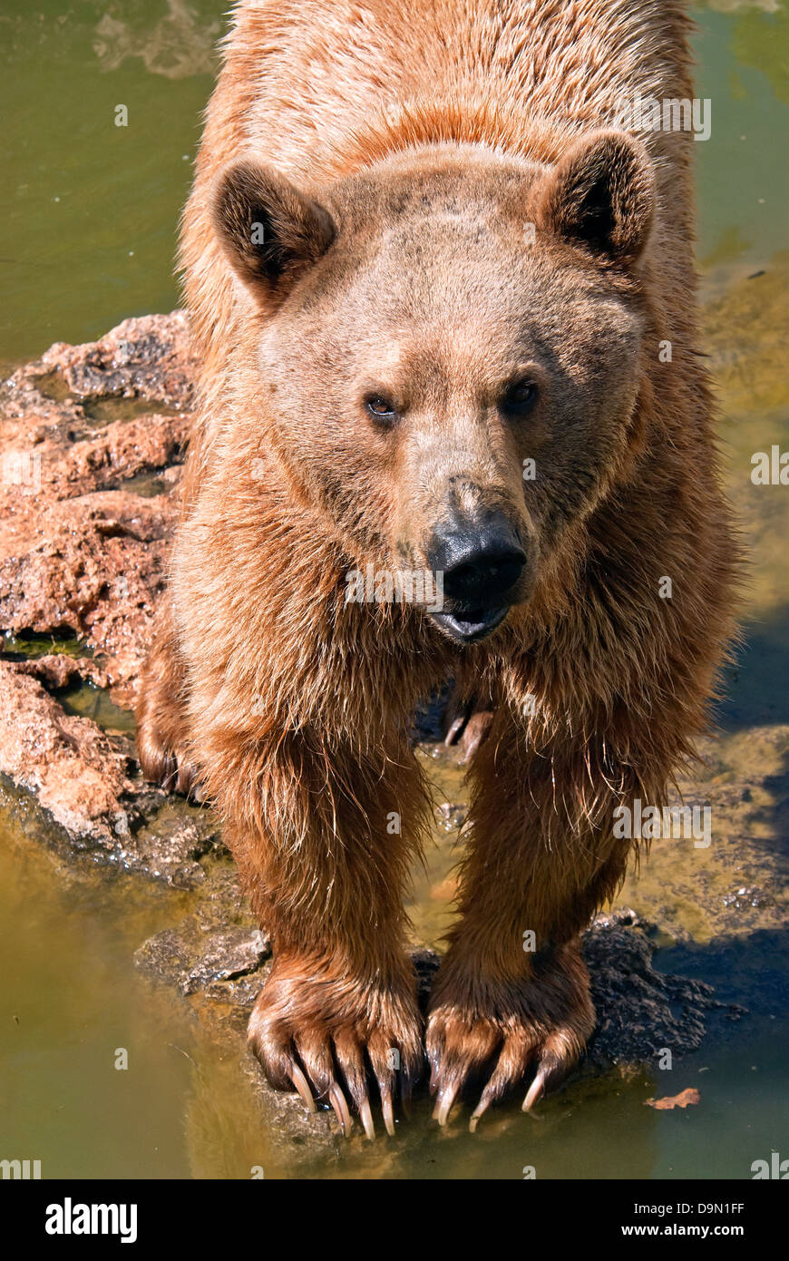 Syrian brown bear ursus syriacus hi-res stock photography and images ...